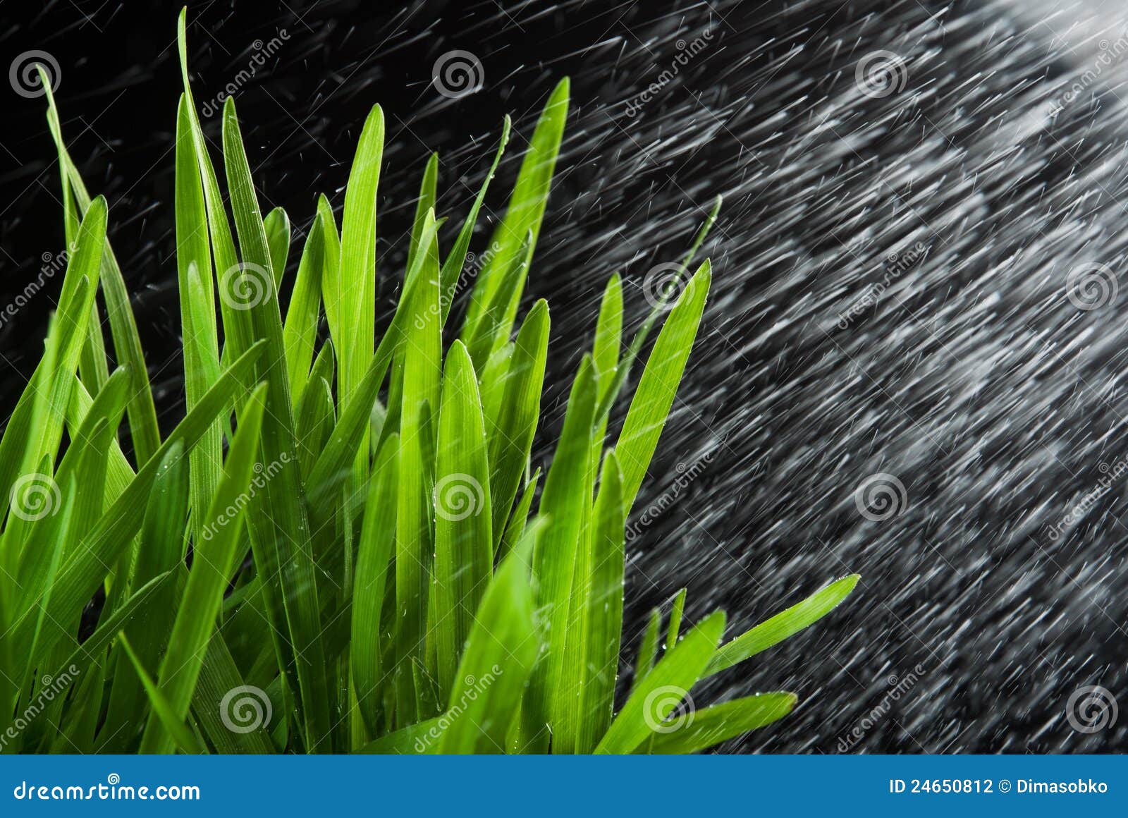 Green Grass and Water Splash Stock Photo - Image of drop, freshness ...
