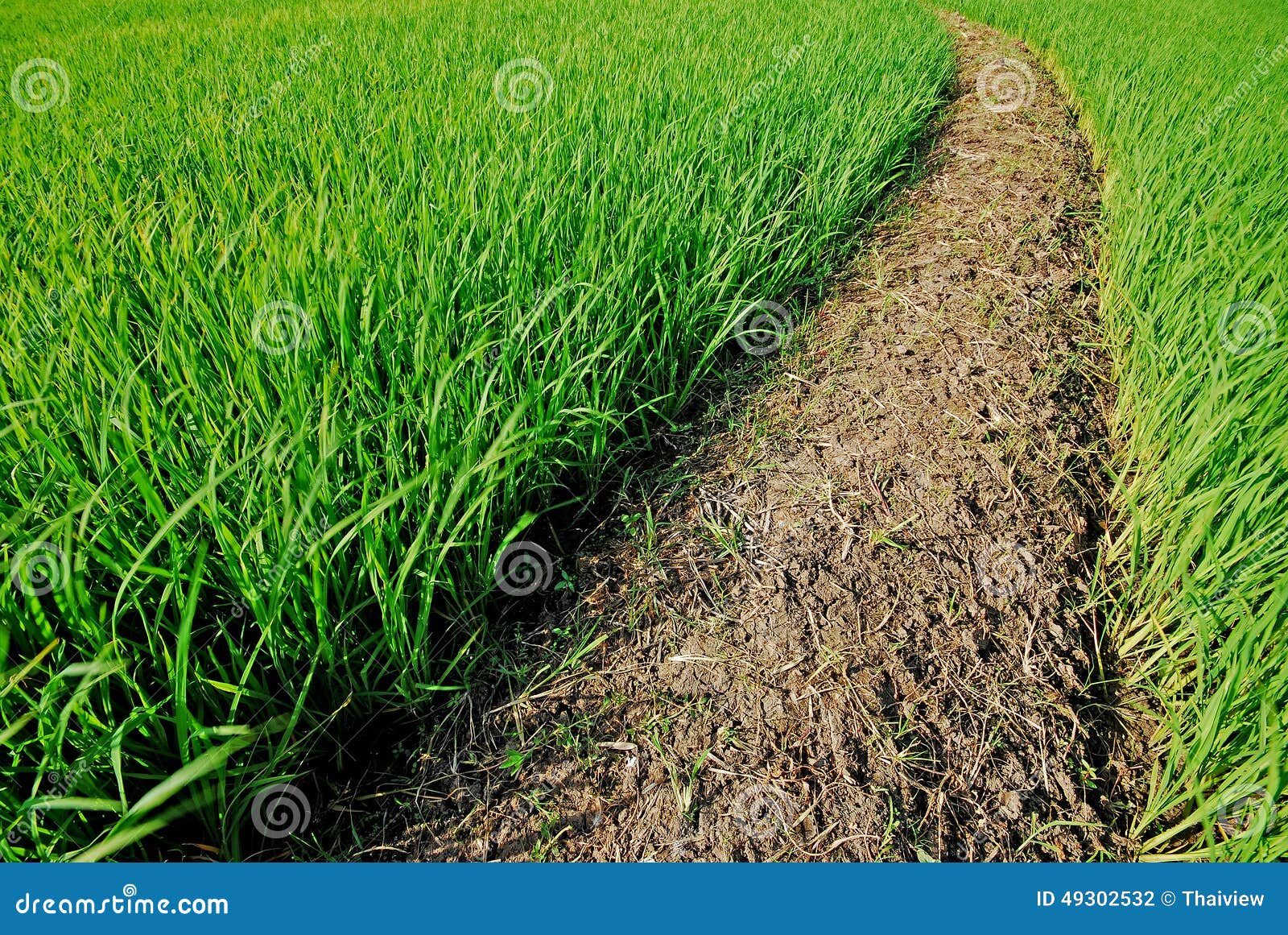 Green grass way stock photo. Image of cloudscape, grow - 49302532