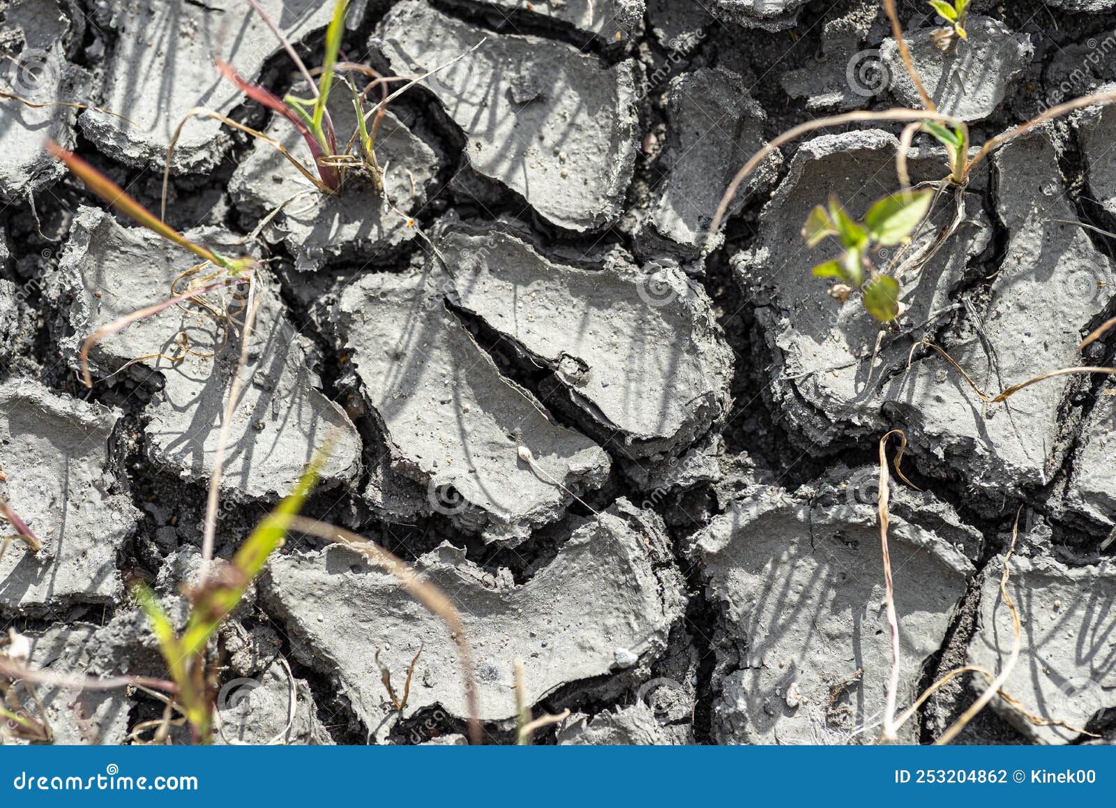 Green Grass and Weeds Breaking through the Dried and Cracked Soil ...