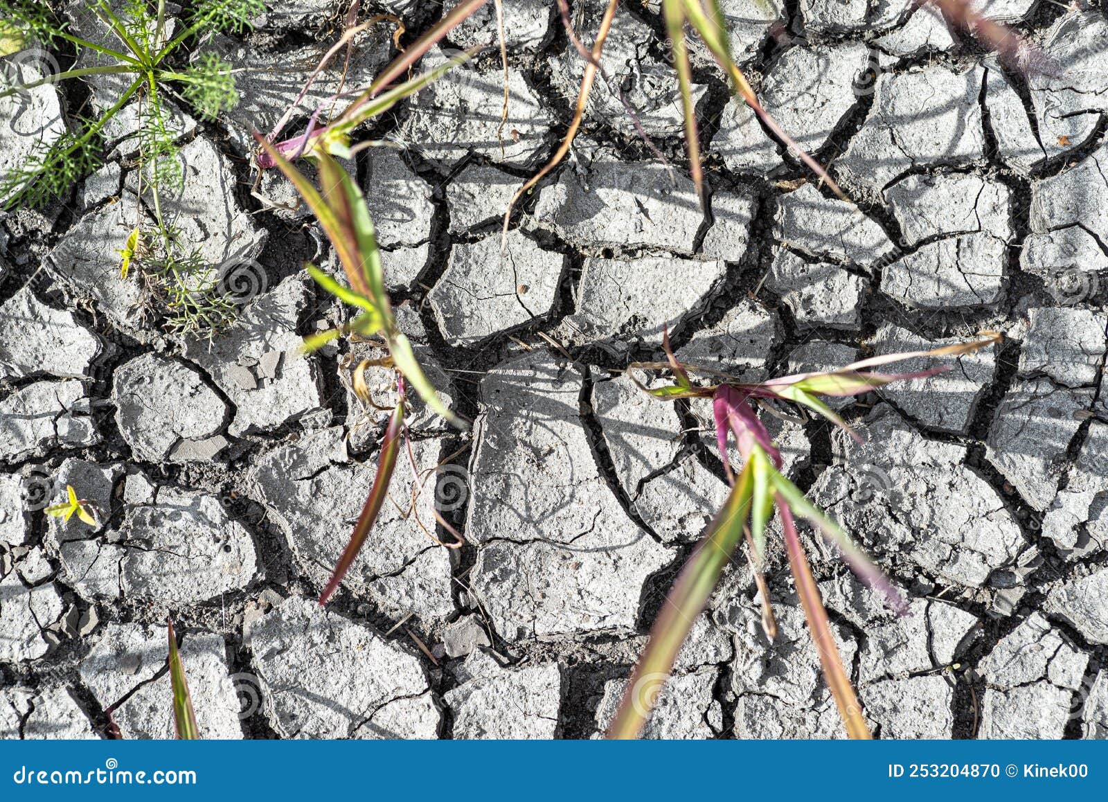 Green Grass and Weeds Breaking through the Dried and Cracked Soil ...
