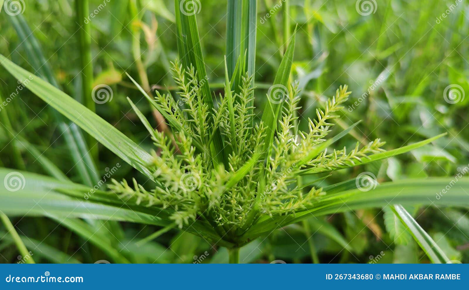 Green Grass Weeds that are Difficult To Control Stock Photo - Image of ...