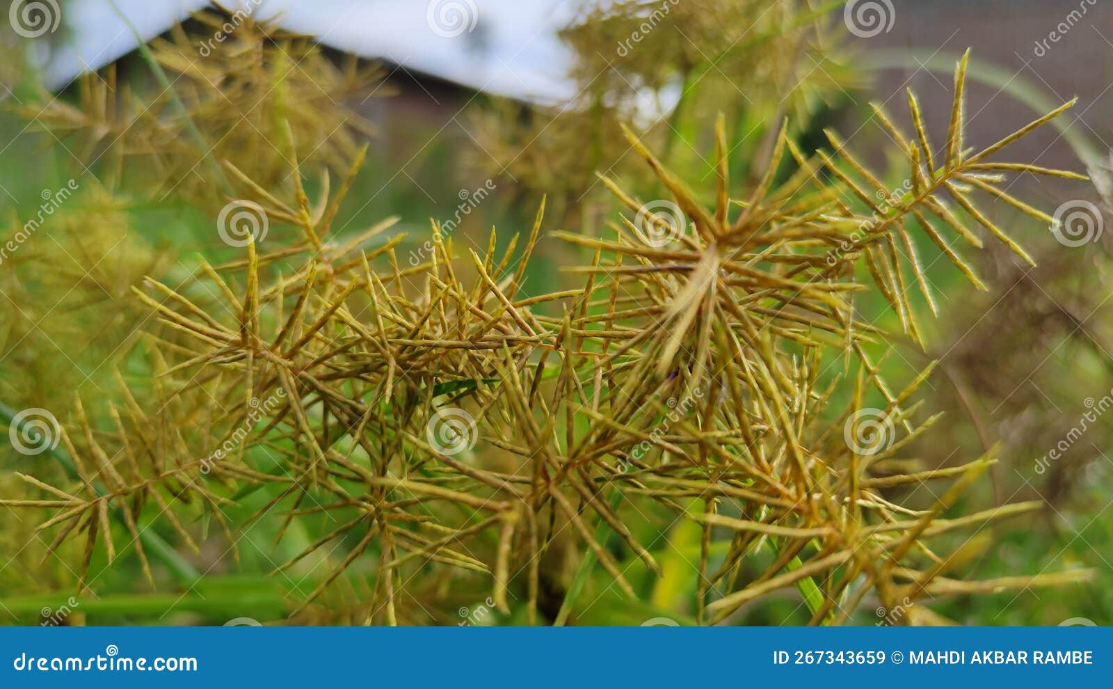 Green Grass Weeds that are Difficult To Control Stock Image - Image of ...