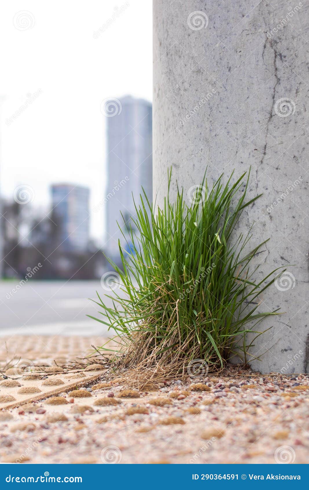 Green Grass Well Pole on the Sidewalk Stock Image - Image of summer ...