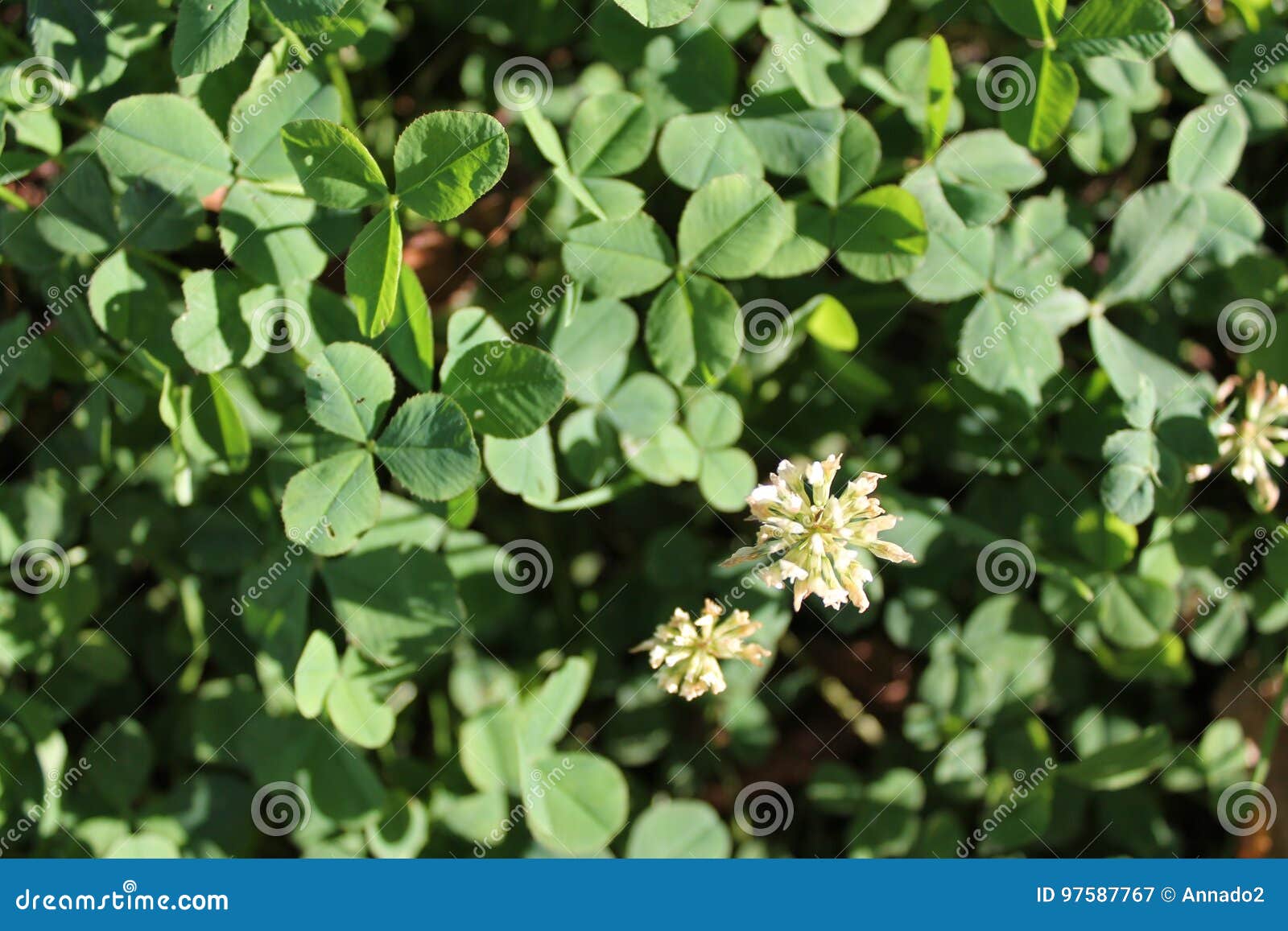 Green Grass White Clover Top View Stock Image - Image of design ...