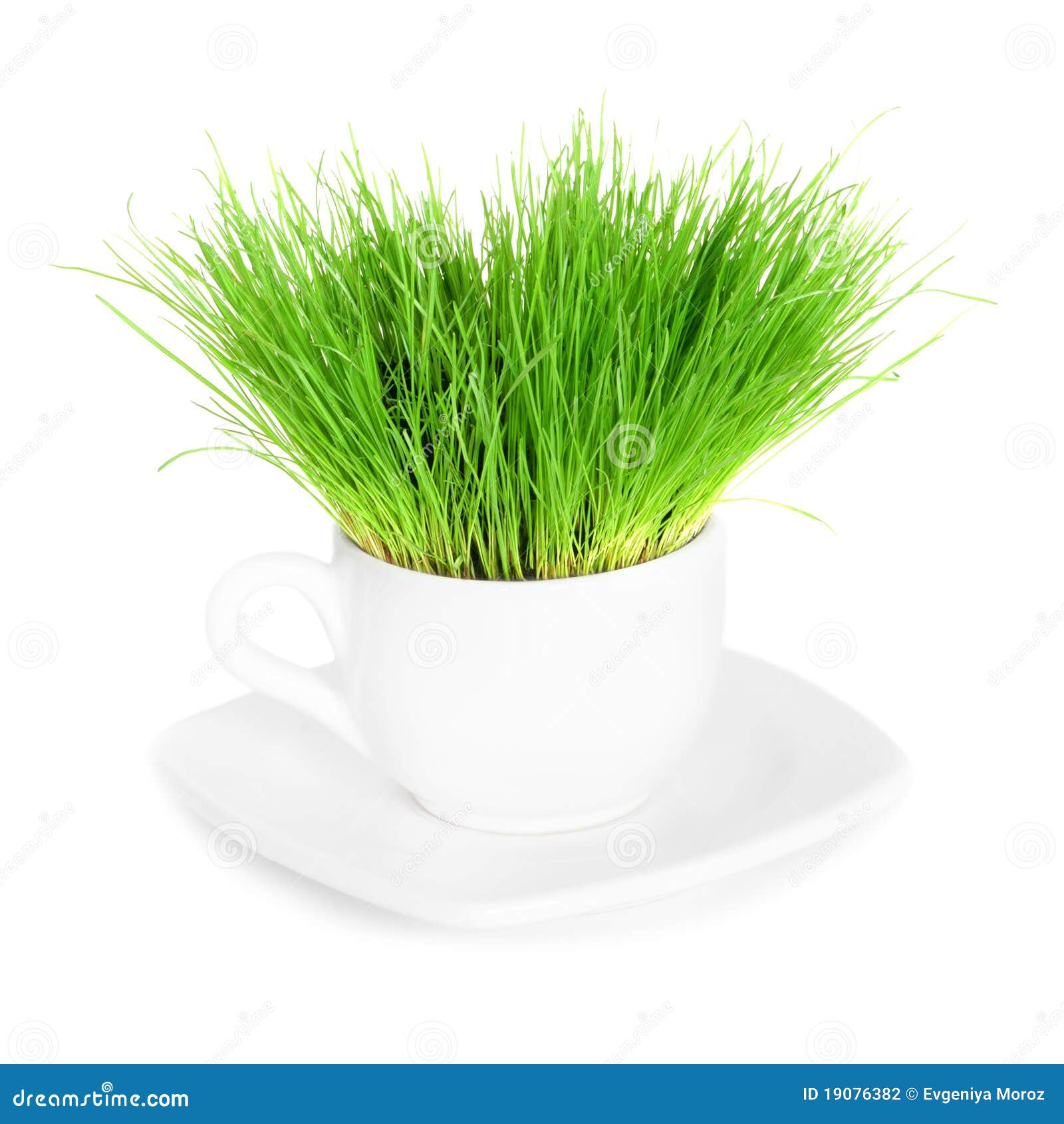Green Grass in White Cup Isolated Stock Photo - Image of macro, grass ...