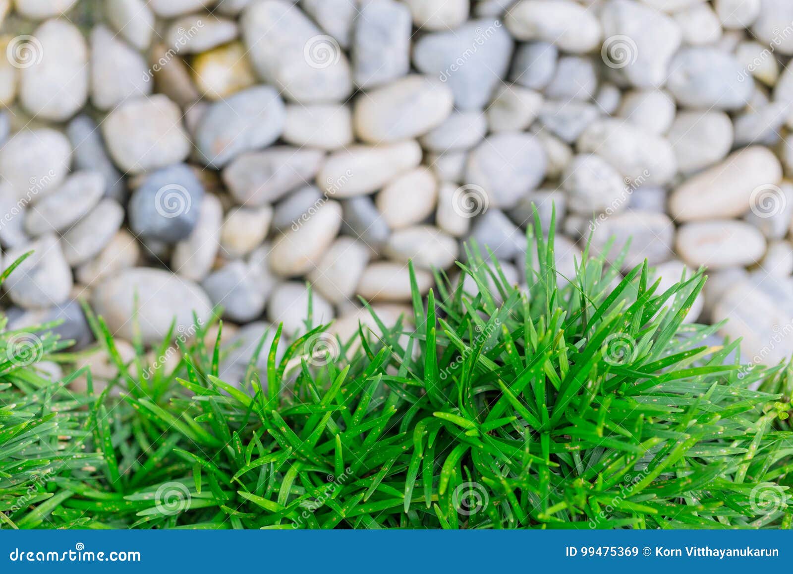 Green Grass With White Stone Stock Image - Image of cobblestone, grow ...