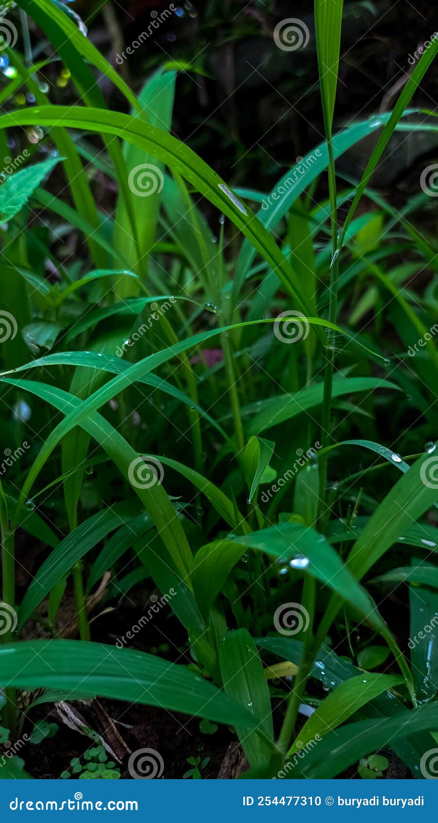 Green grass stock photo. Image of wild, lawn, bush, herb - 254477310