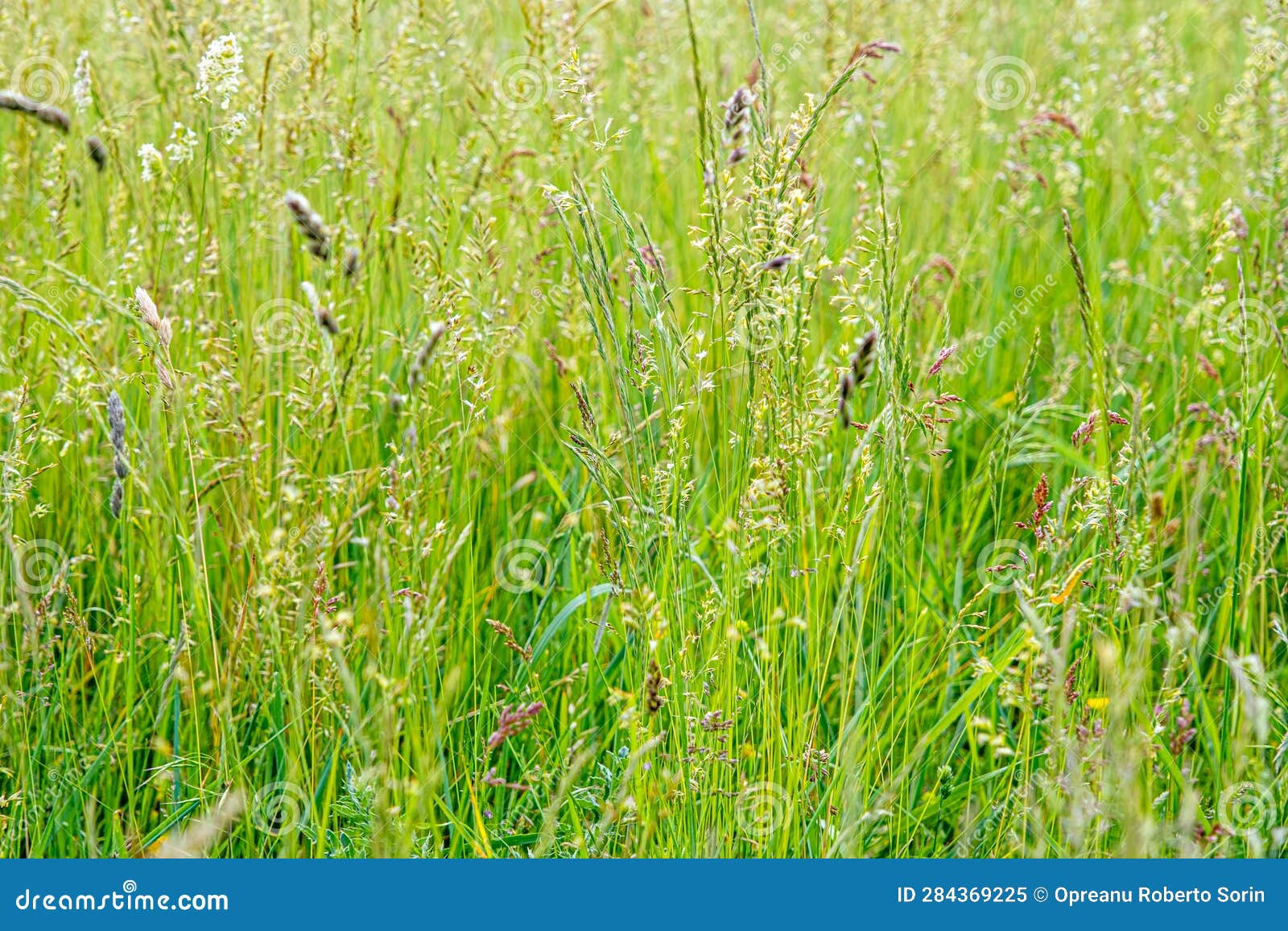 The Green Grass with Wildflowers Stock Image - Image of daisy, foliage ...