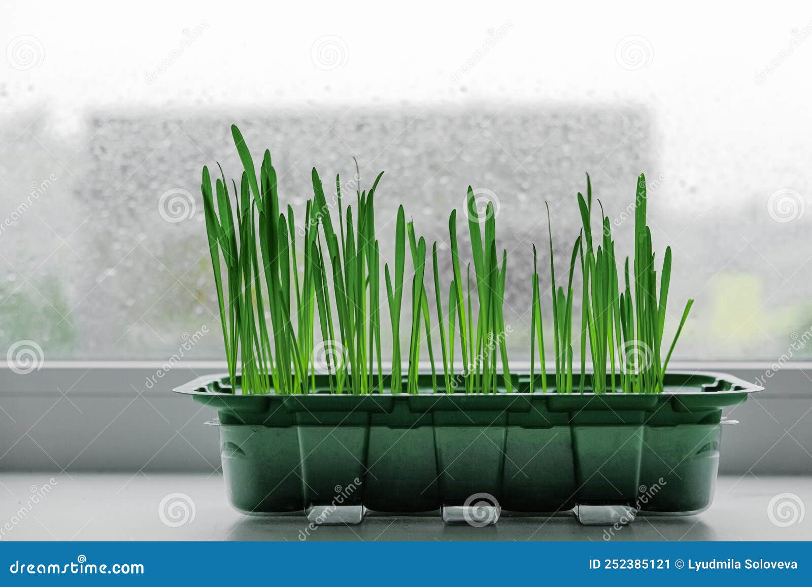 Green grass on the window stock image. Image of light - 252385121