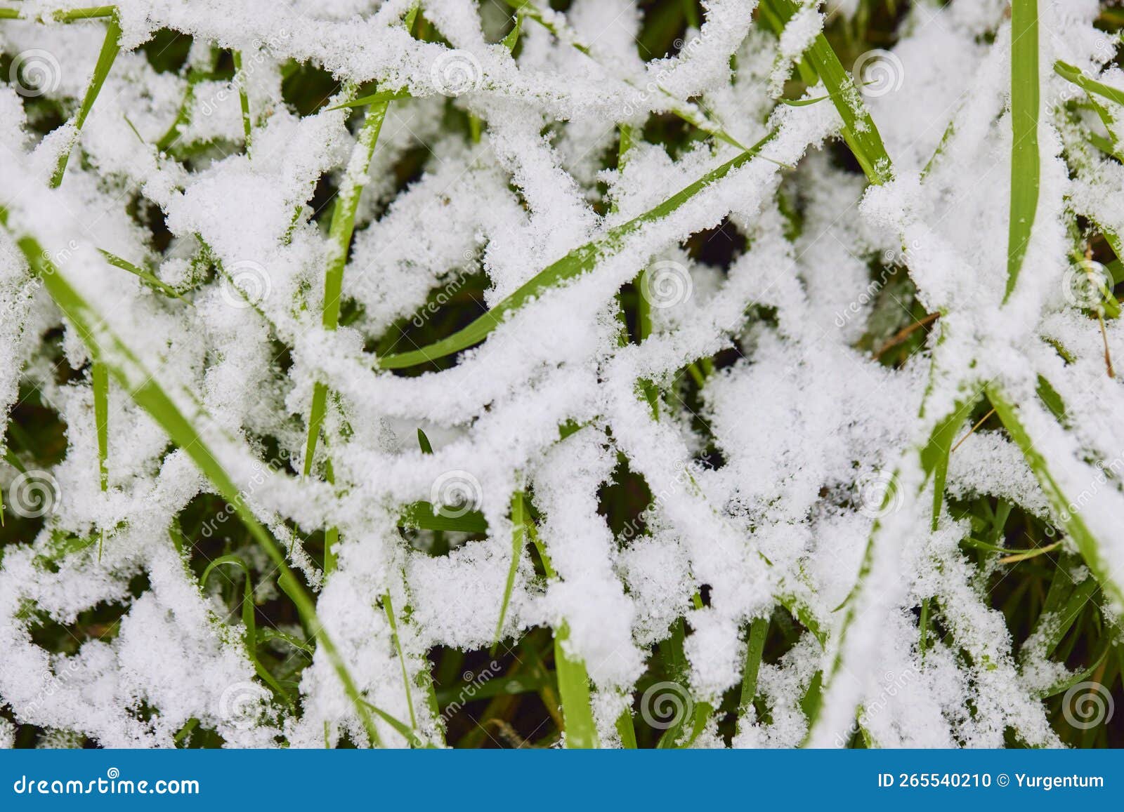 Green grass on winter stock photo. Image of snow, freshness - 265540210