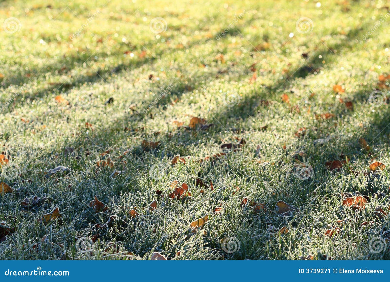 Green Grass winter field stock image. Image of leaves - 3739271