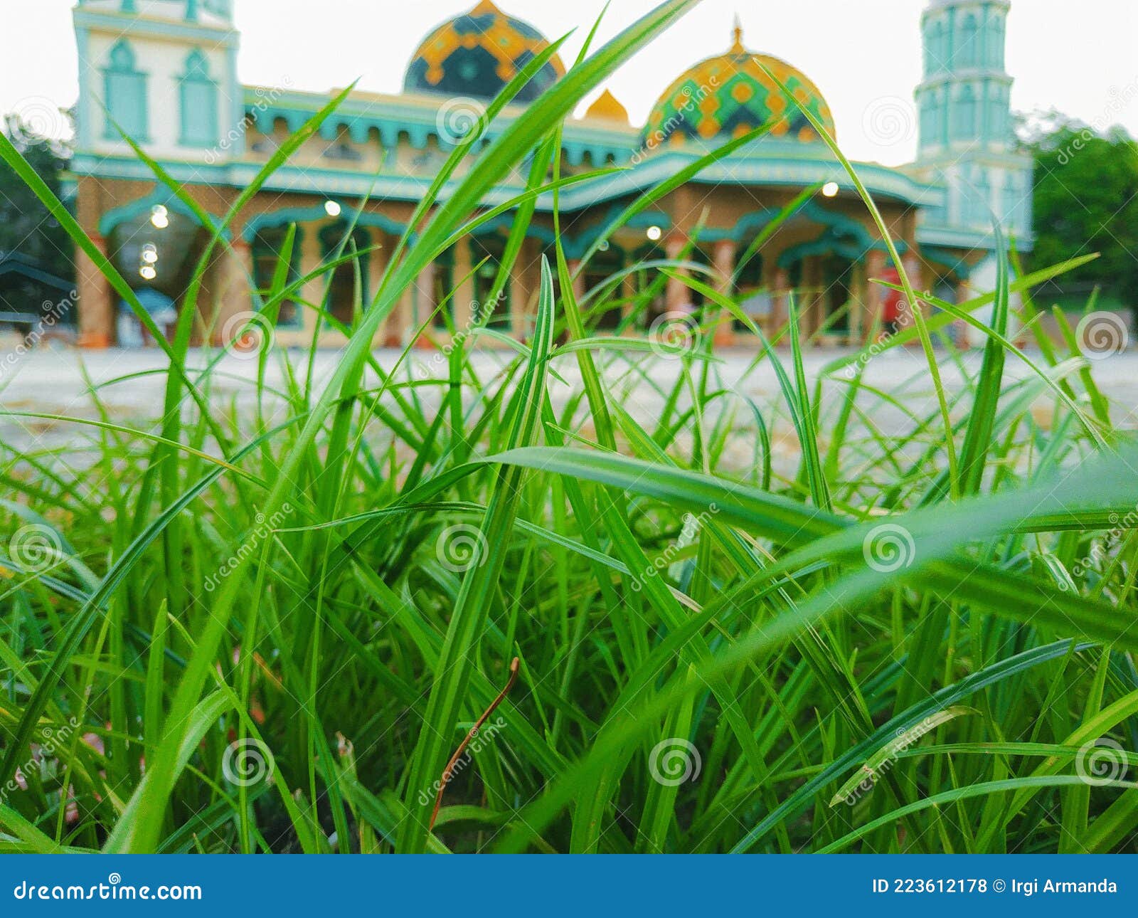 Green Grass in the Yard of the Mosque Stock Photo - Image of fresh ...