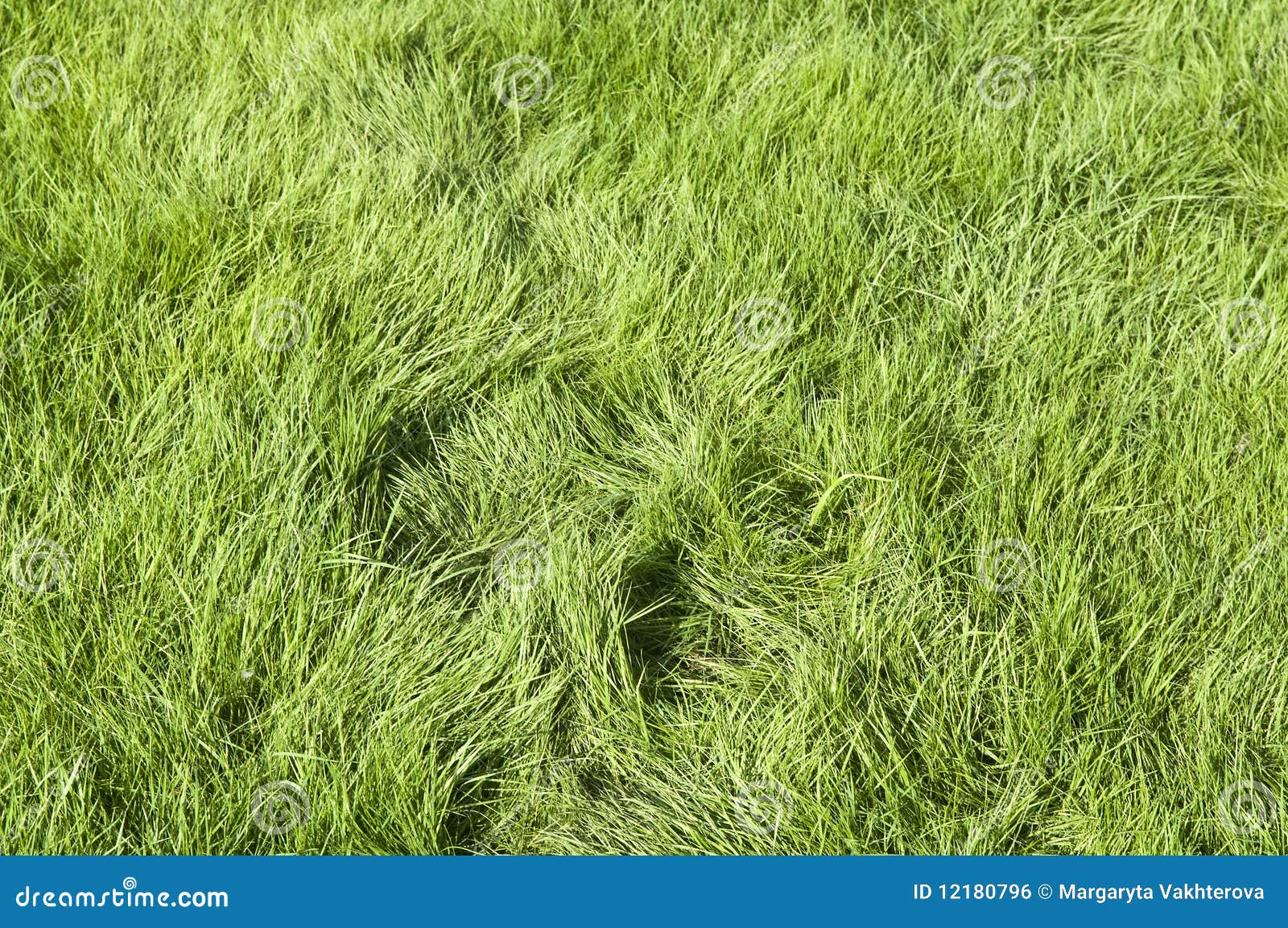 Green grassed area stock photo. Image of summer, horizontal - 12180796