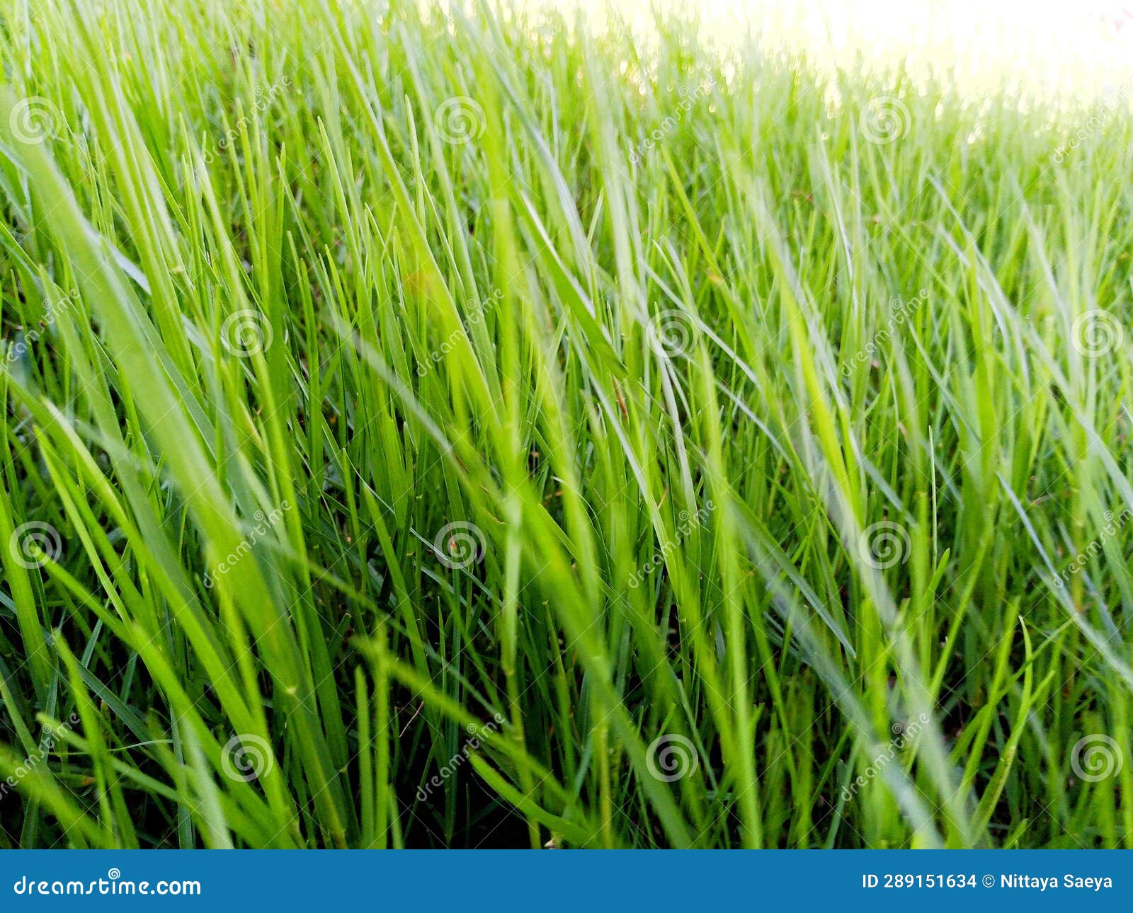 Green Grasses Fields Pattern Stock Photo - Image of abundant, green ...