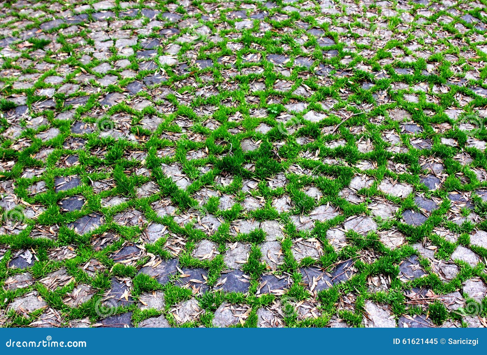 Green grasses and stones stock image. Image of outdoor - 61621445