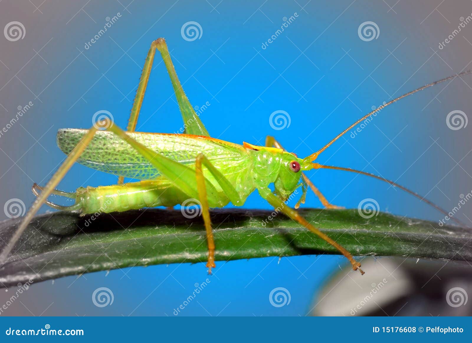 Green grasshopper stock photo. Image of garden, beautiful - 15176608