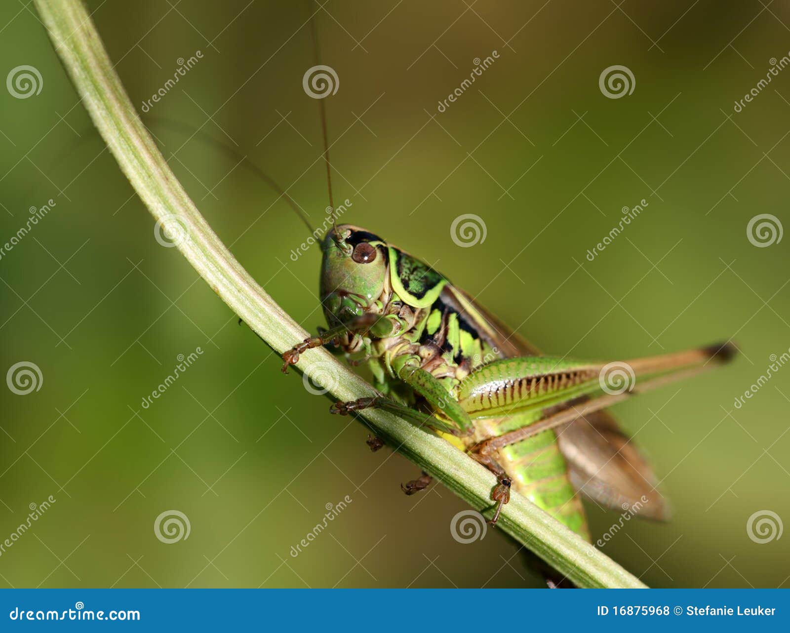 Big Green Grasshopper Closeup Closeup Royalty-Free Stock Photography ...