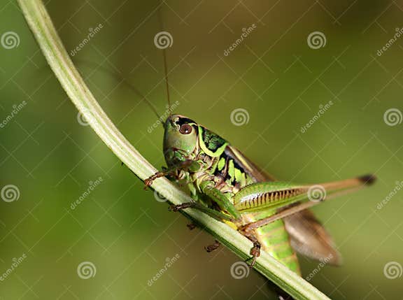 Green grasshopper stock photo. Image of macro, nature - 16875968
