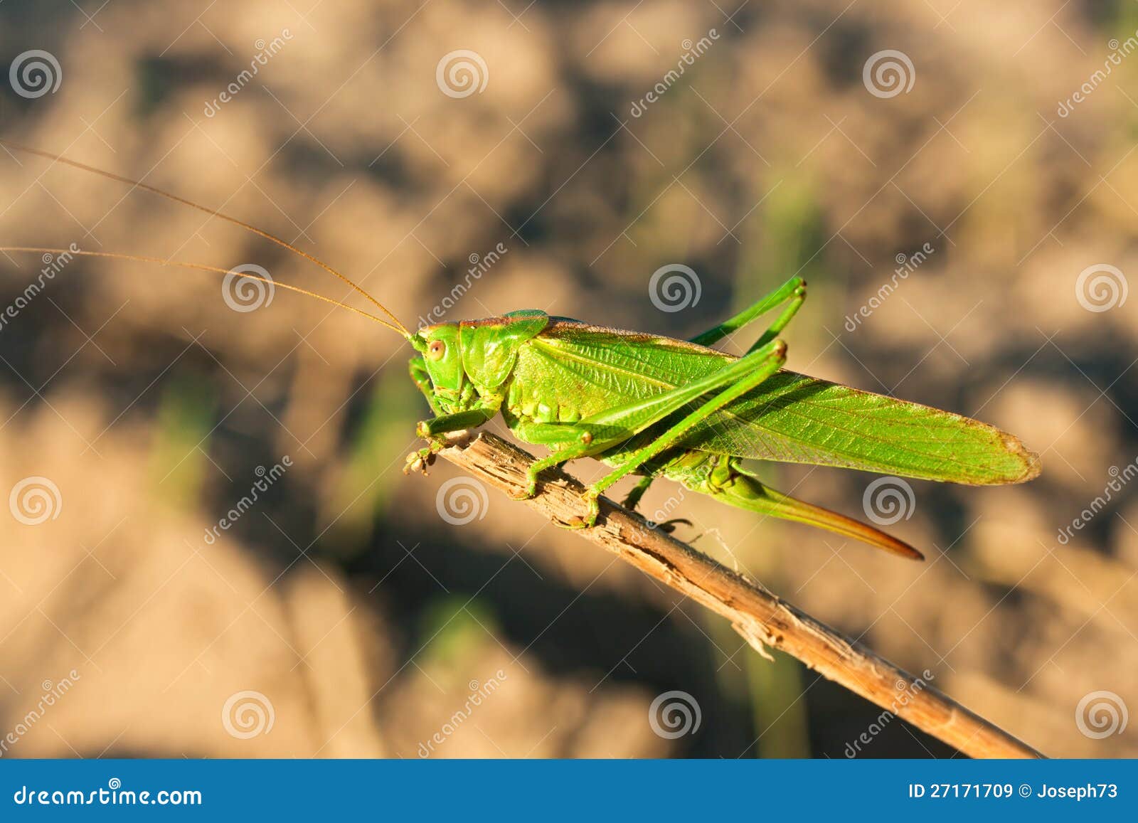 Green Big GRASSHOPPER Looks Like A Monster Royalty-Free Stock Photo ...