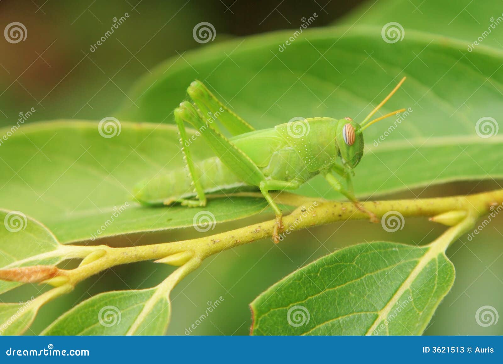 Green Grasshopper Also Calls Leaf Bugs That Looks Like A Leaf Stock ...