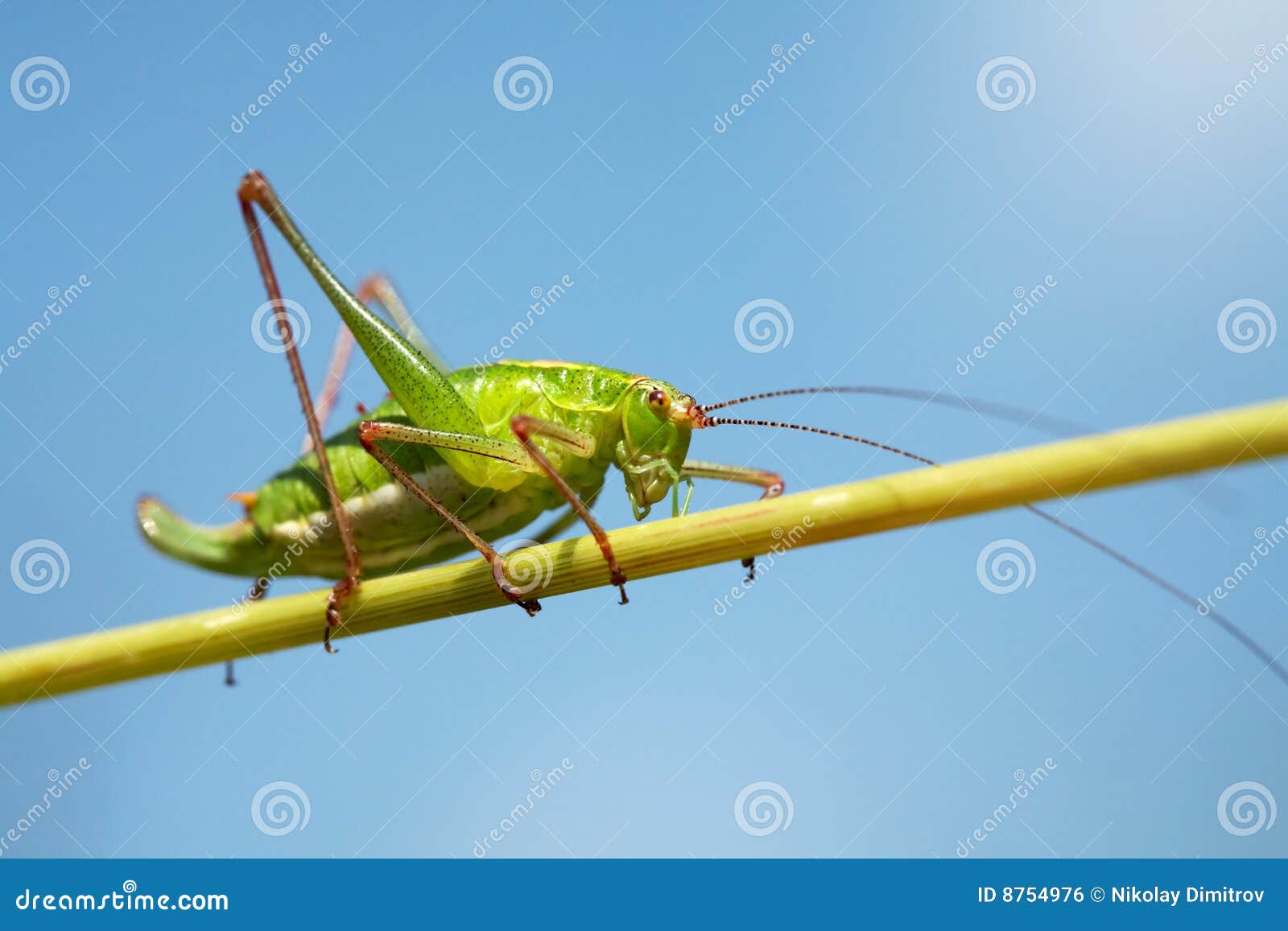Green grasshopper stock photo. Image of hopper, lawn, green - 8754976