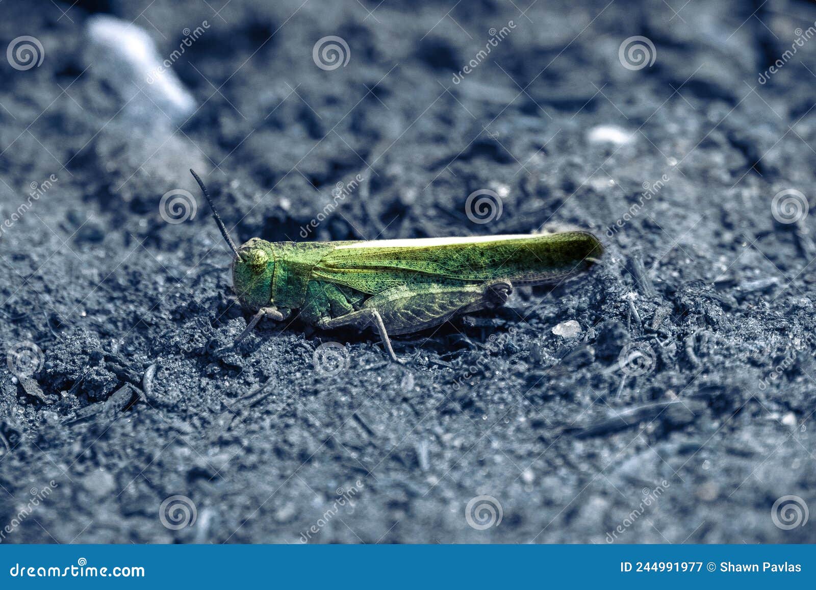 Green Grasshopper stock image. Image of contrast, bugs - 244991977