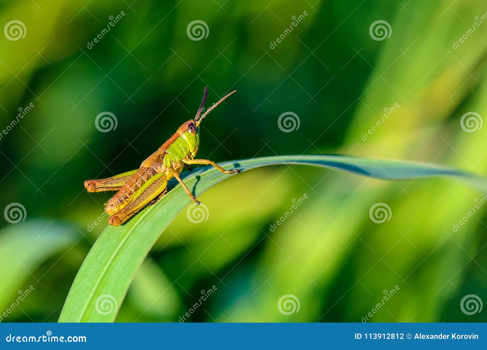 Green Grasshopper with a Brown Back Stock Photo - Image of biguttulus ...