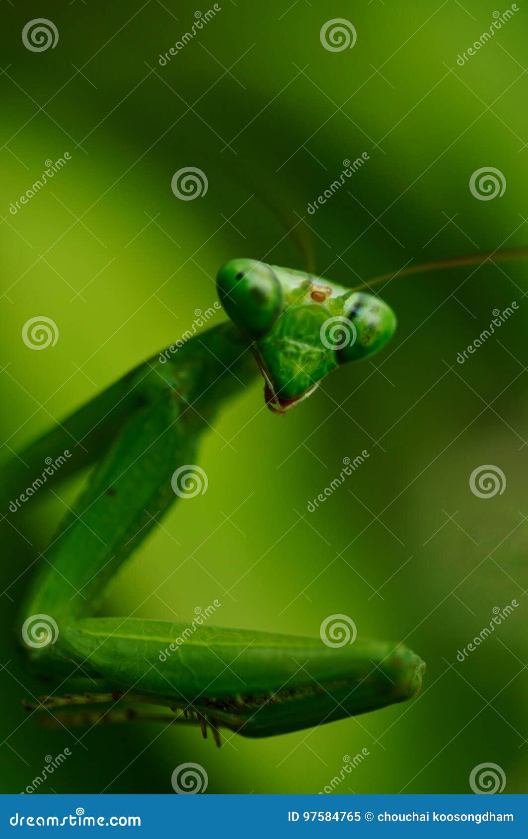 Green Grasshopper, Close Up ,selective Focus. Stock Image - Image of ...