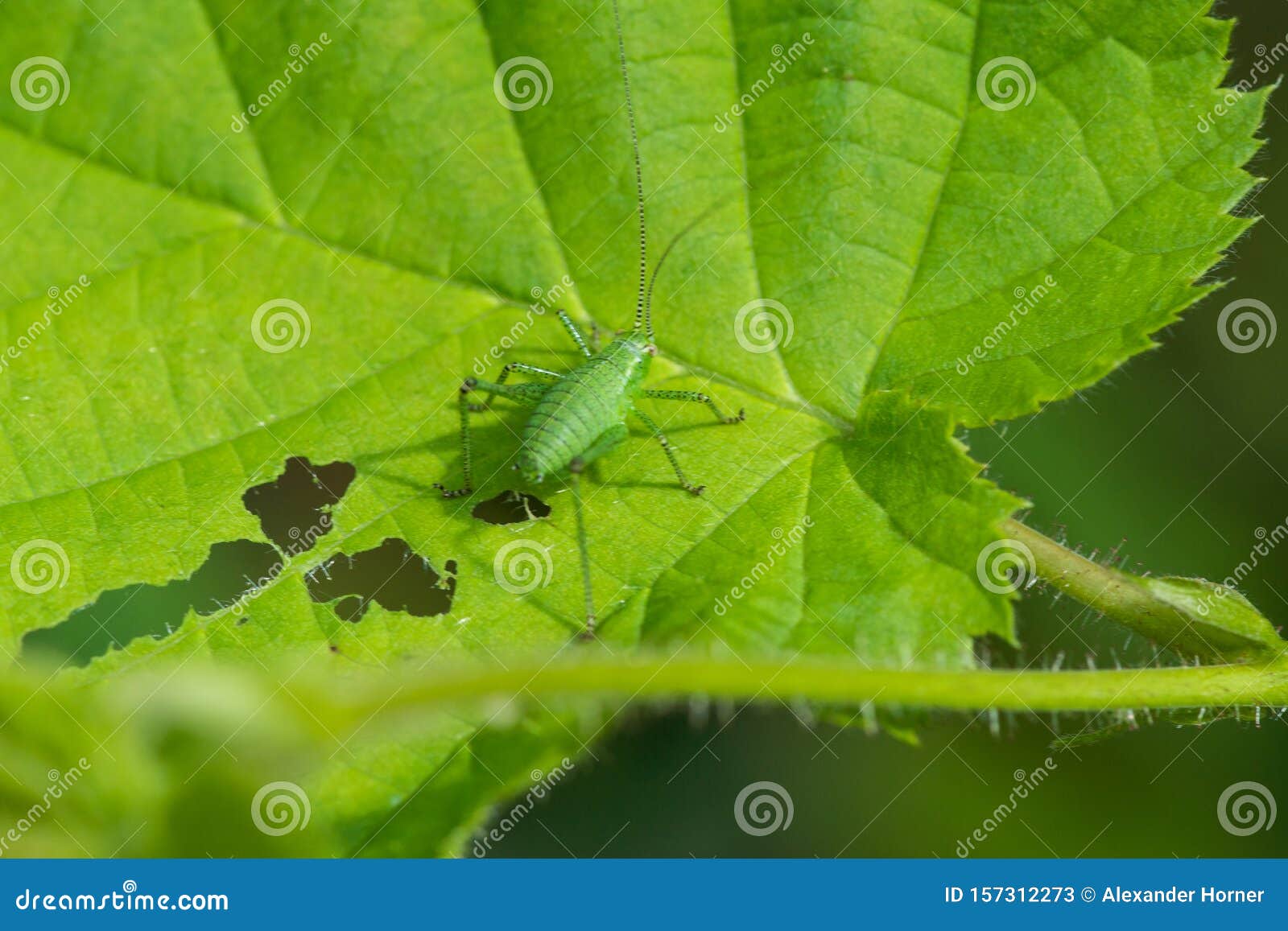 Green Grasshopper Eating Leaf in Spring Stock Image - Image of beauty ...