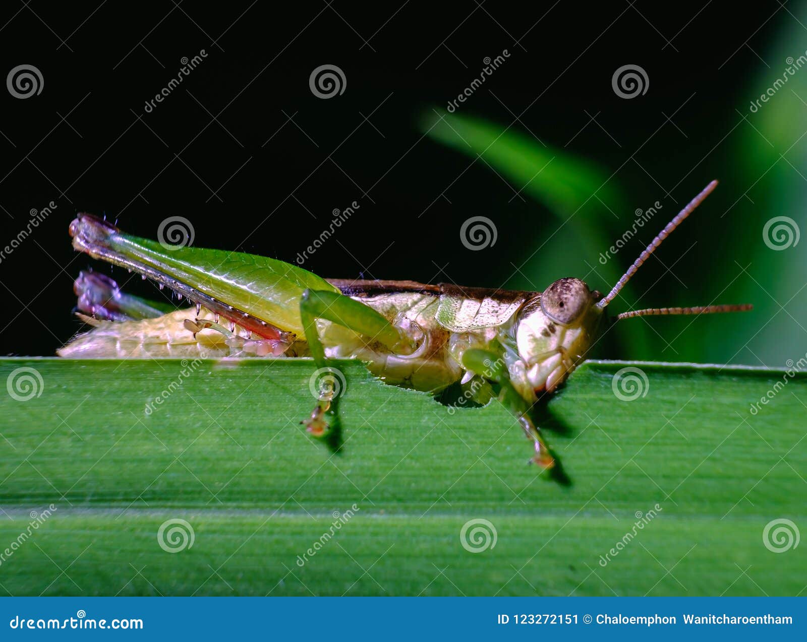 Green Grasshopper is Eating Leaves in the Garden. Stock Image - Image ...