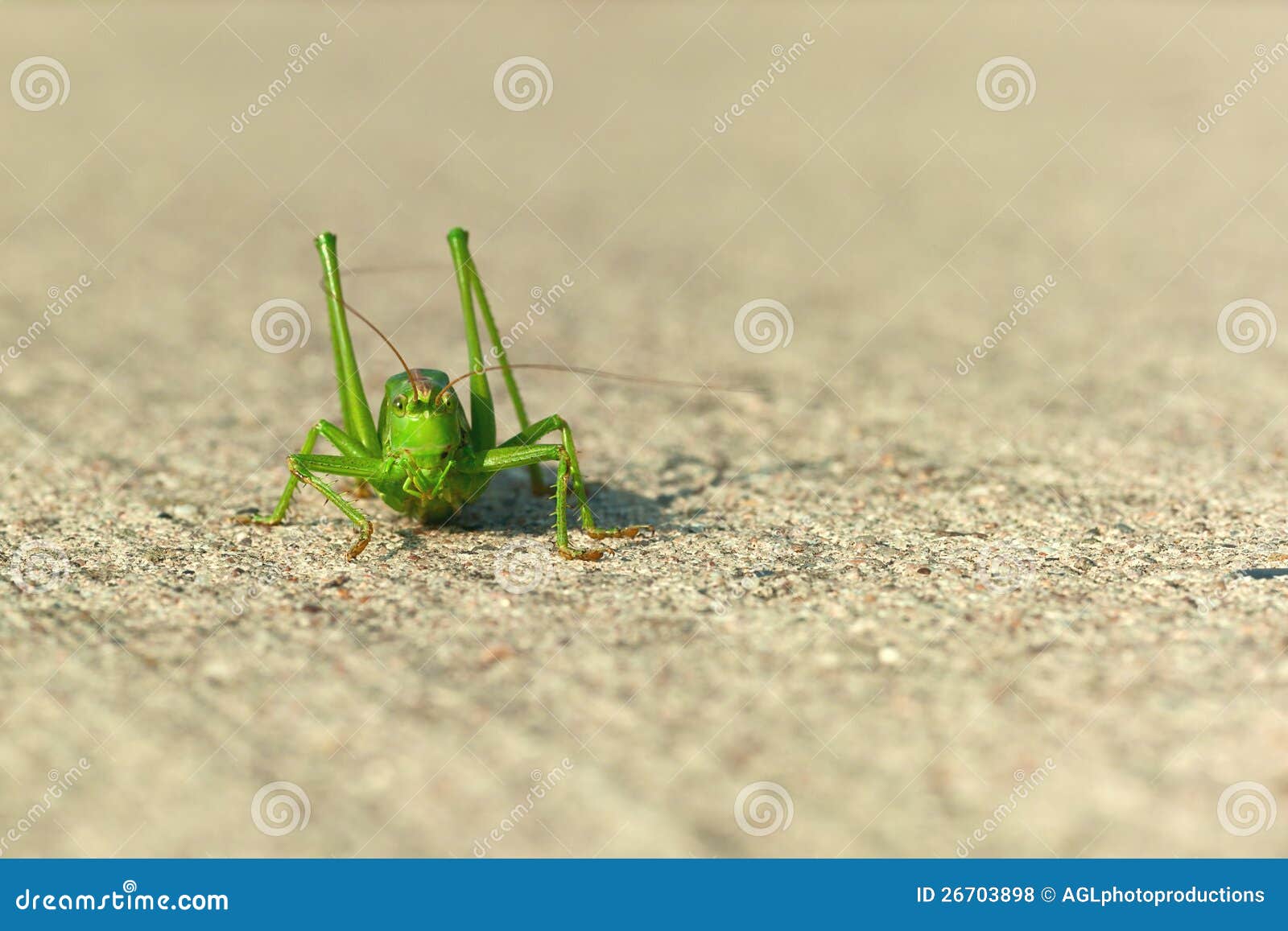 Green Grasshopper Facing Camera Stock Photo - Image of ground, creature ...