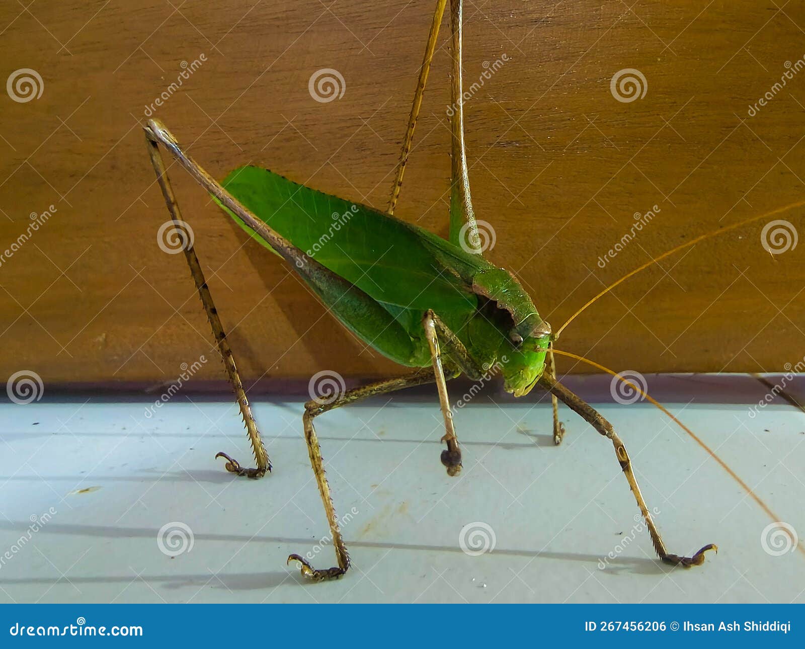 Green Grasshopper in Front of Wooden Door Stock Photo - Image of front ...