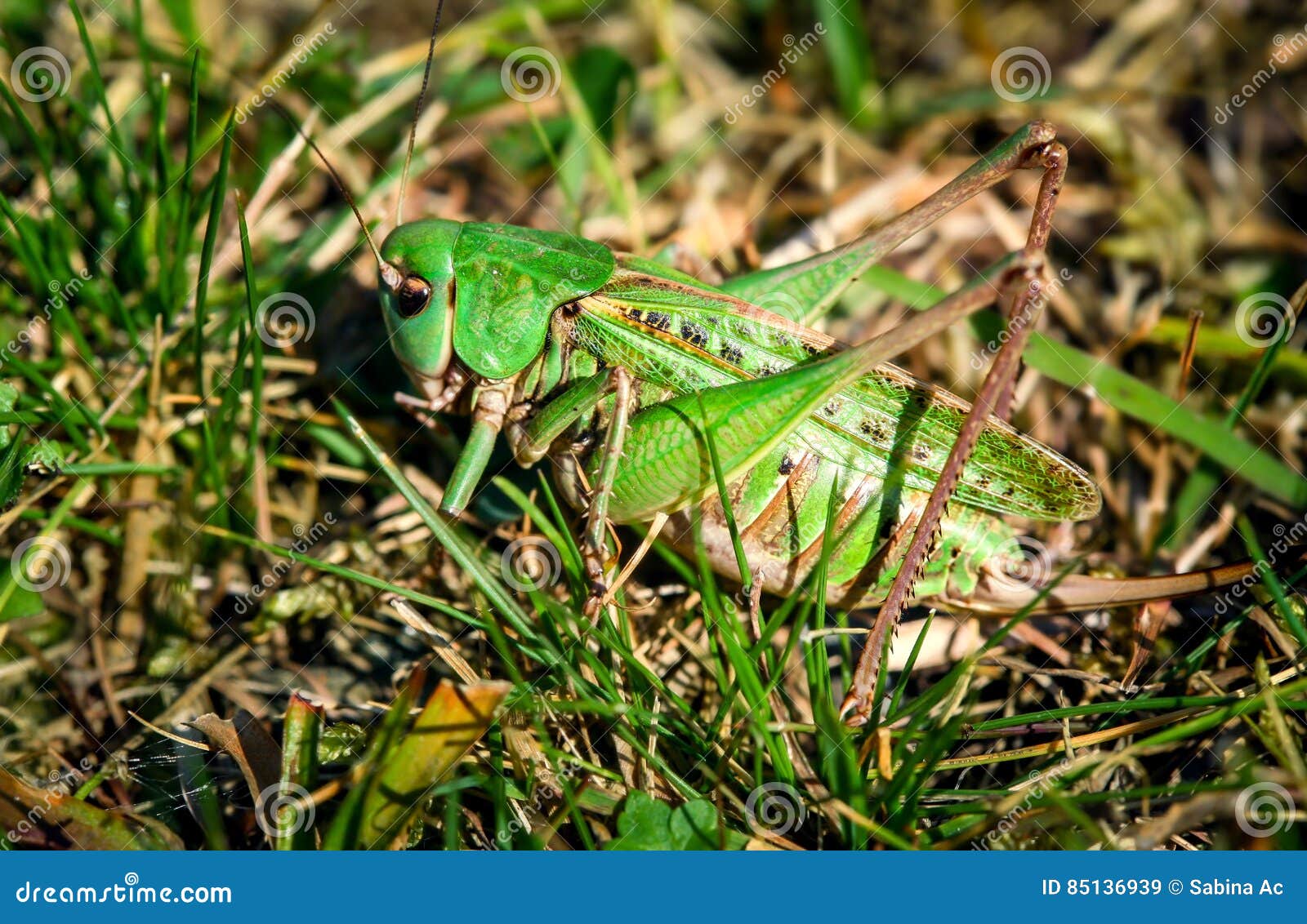 Green Grasshopper in the Grass Stock Image - Image of macro, animal ...