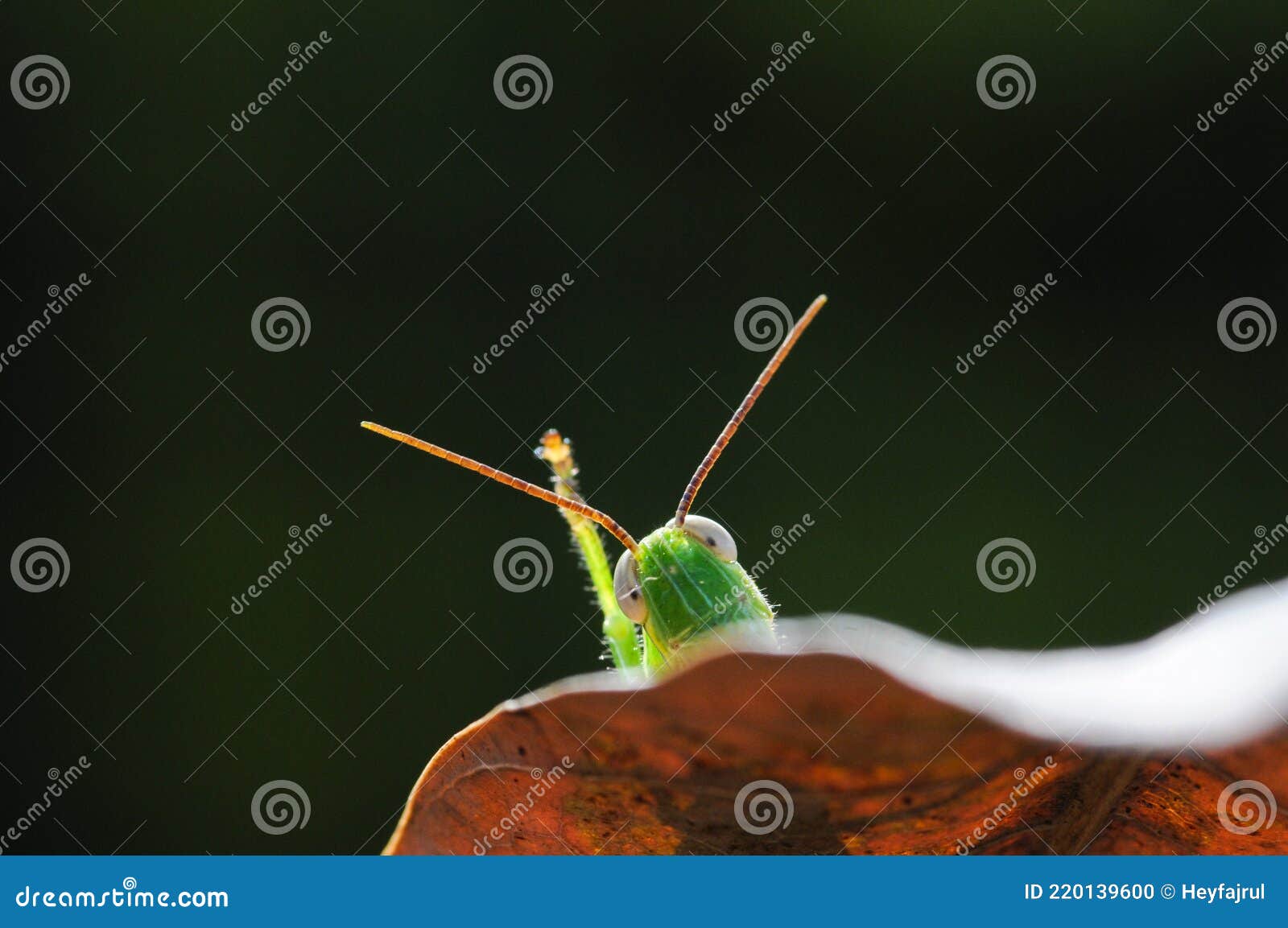 Green Grasshopper Hanging on the Leaf Stock Photo - Image of background ...