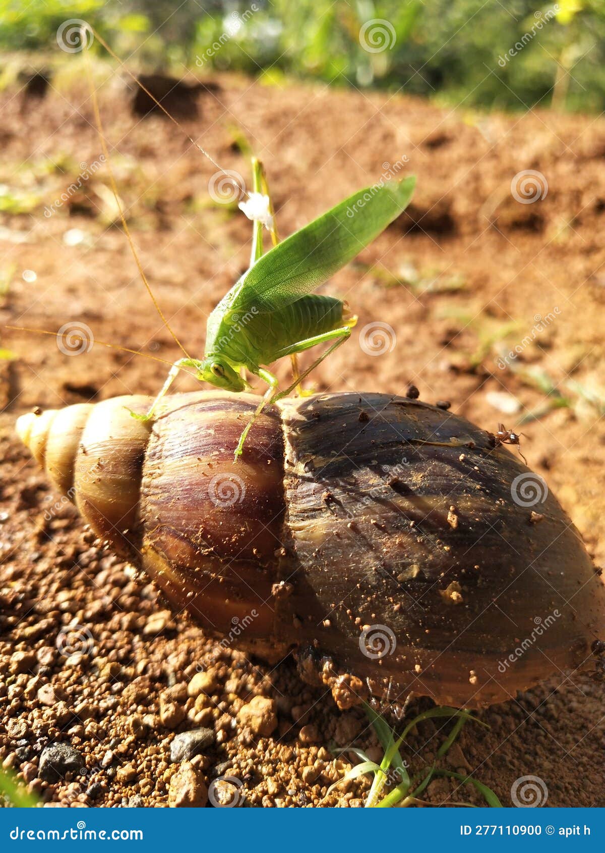 A Green Grasshopper Hitches a Ride on a Snail Stock Photo - Image of ...