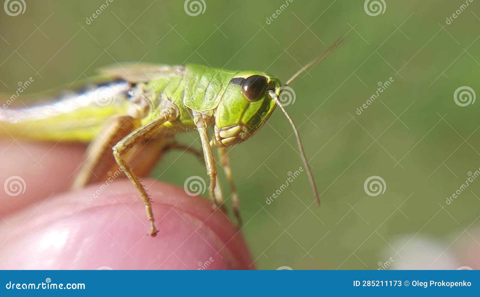 Green Grasshopper in Human Hand Stock Video - Video of outdoor, human ...