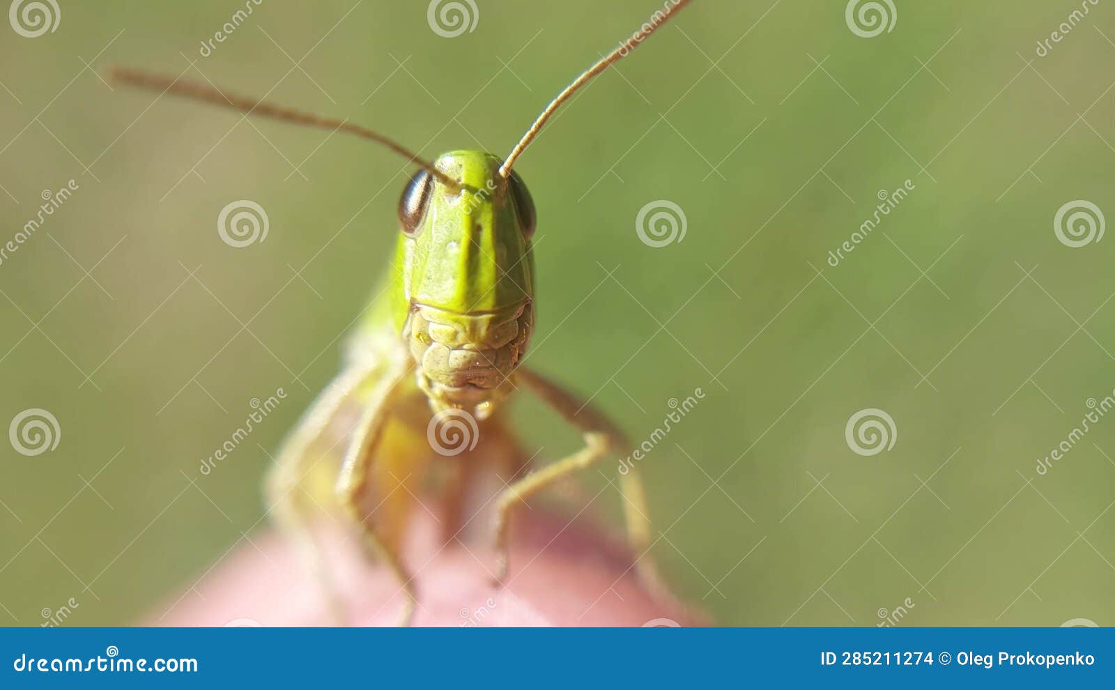 Green Grasshopper in Human Hand Stock Footage - Video of closeup, green ...