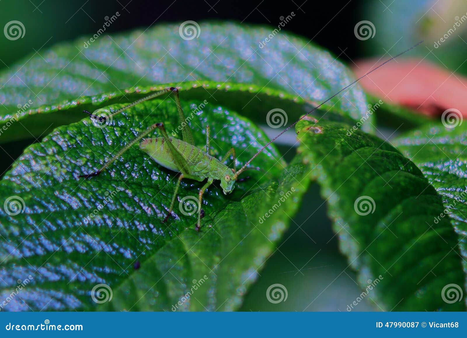 Green grasshopper stock image. Image of fuzzy, macro - 47990087