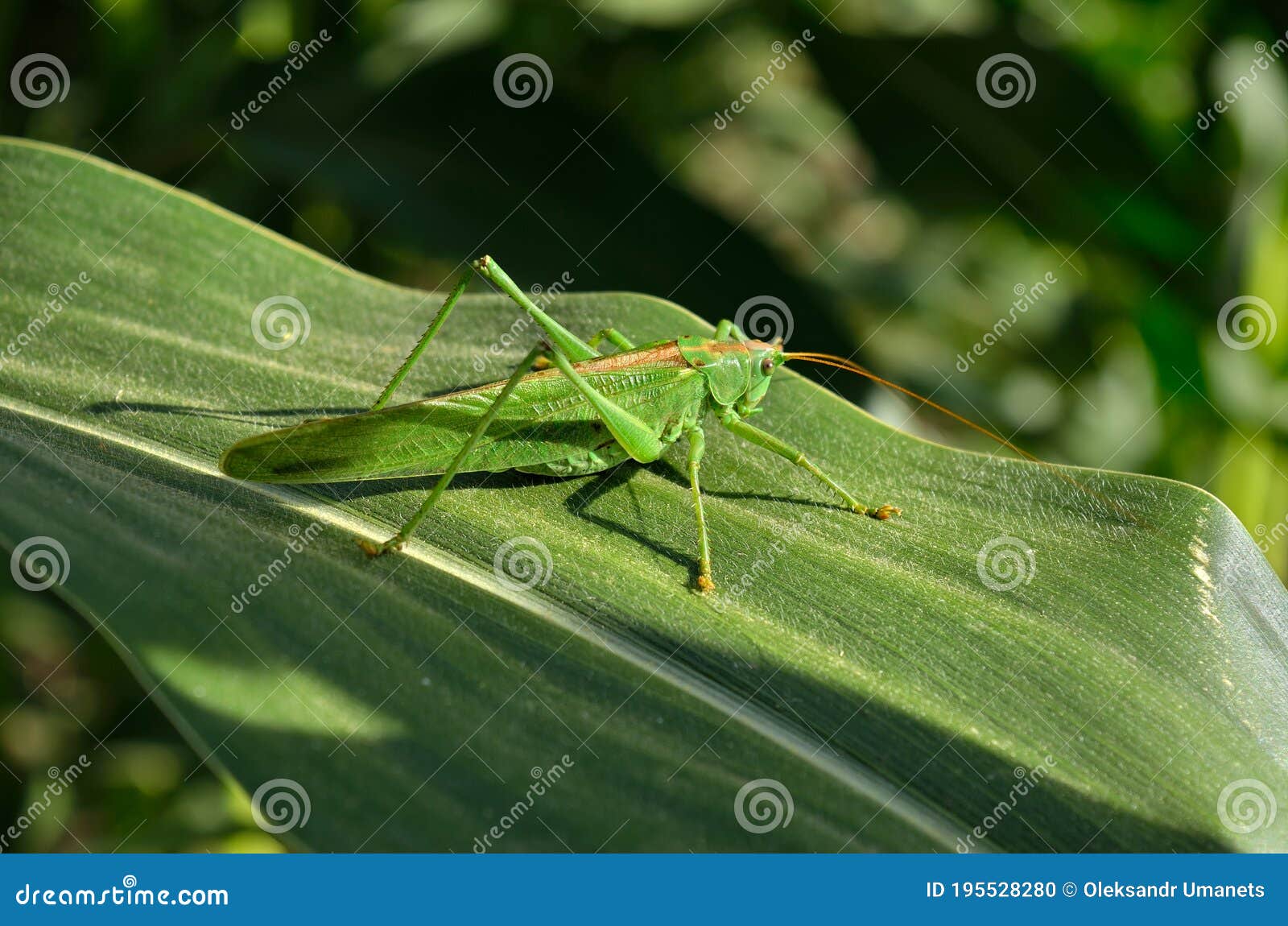 Green Grasshopper Locust Eats Young Leaves of Corn Stock Photo - Image ...