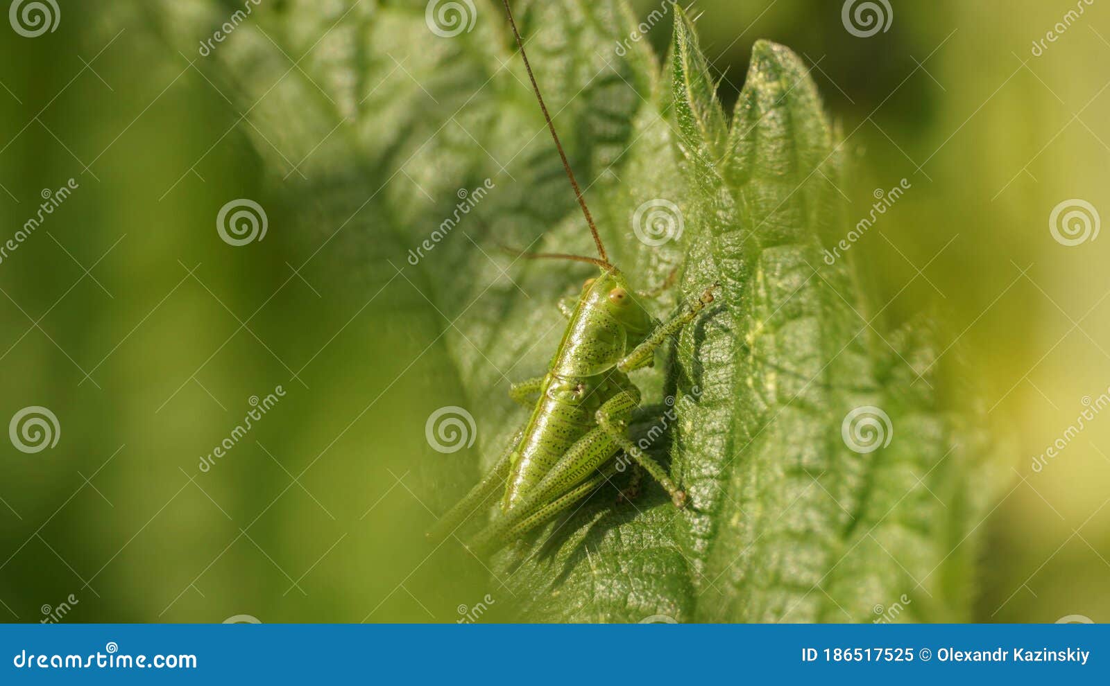 Green Grasshopper with Long Antennae on a Leaf Stock Image - Image of ...