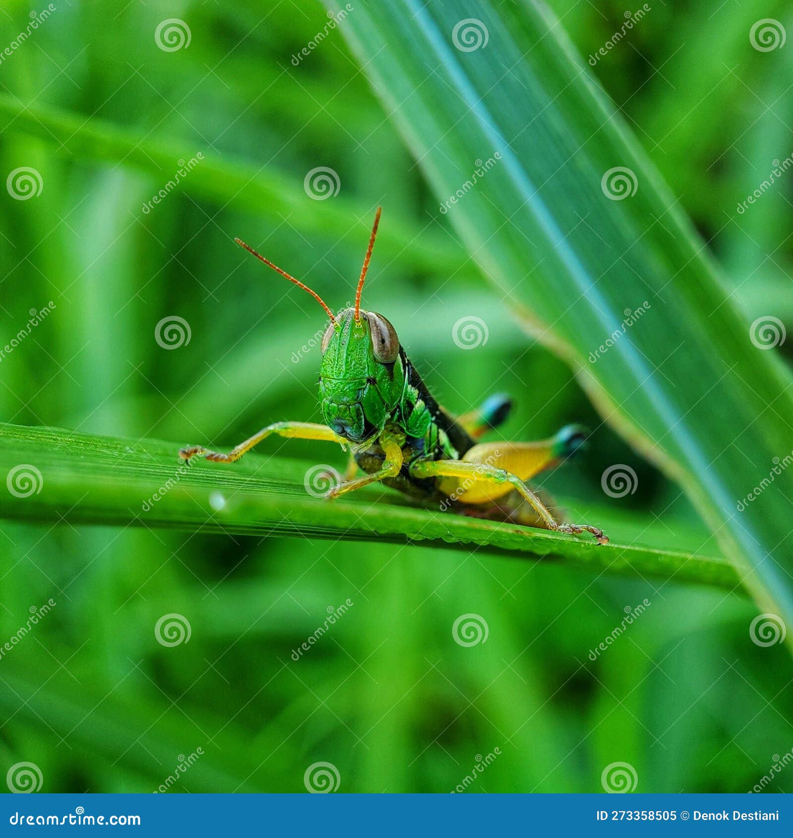 A Green Grasshopper is Looking at the Camera Stock Image - Image of ...