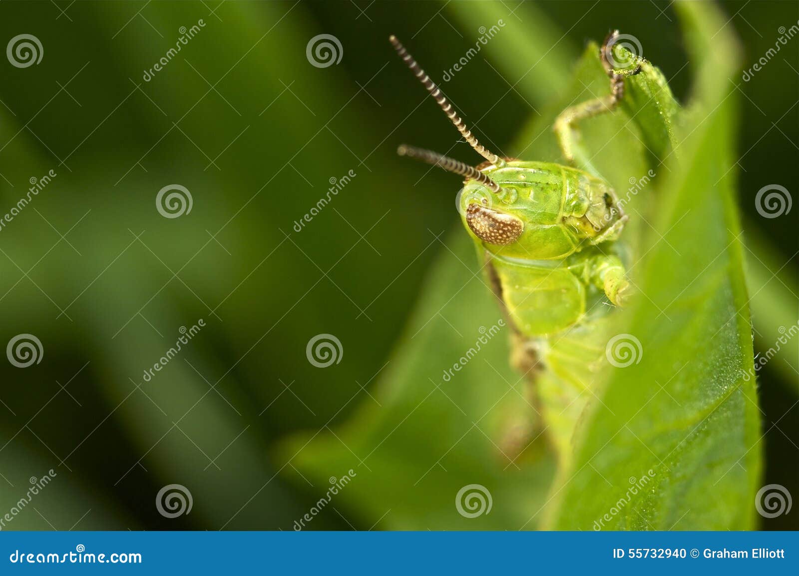Green Grasshopper Macro Closeup Portrait Stock Photo - Image of ...