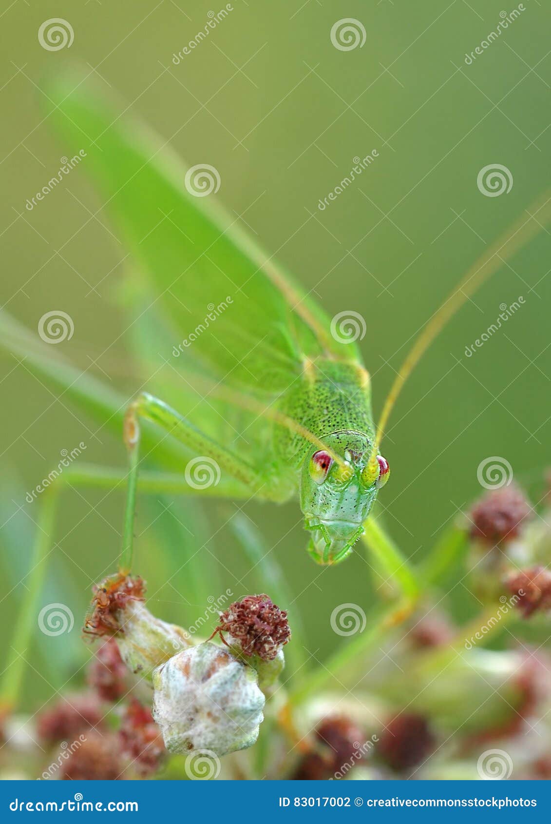 Green Grasshopper Macro Photography Picture. Image: 83017002