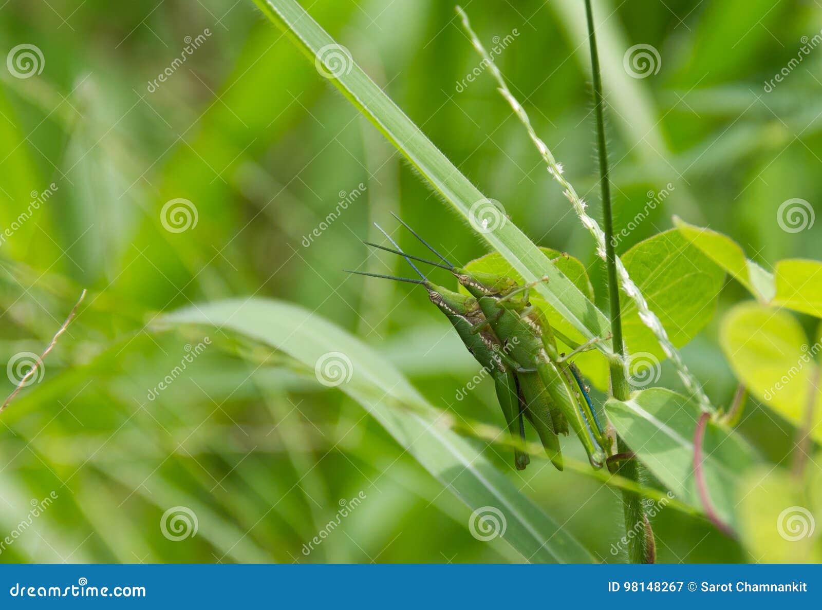 Green Grasshopper Mating on the Grass. Stock Image - Image of mating ...