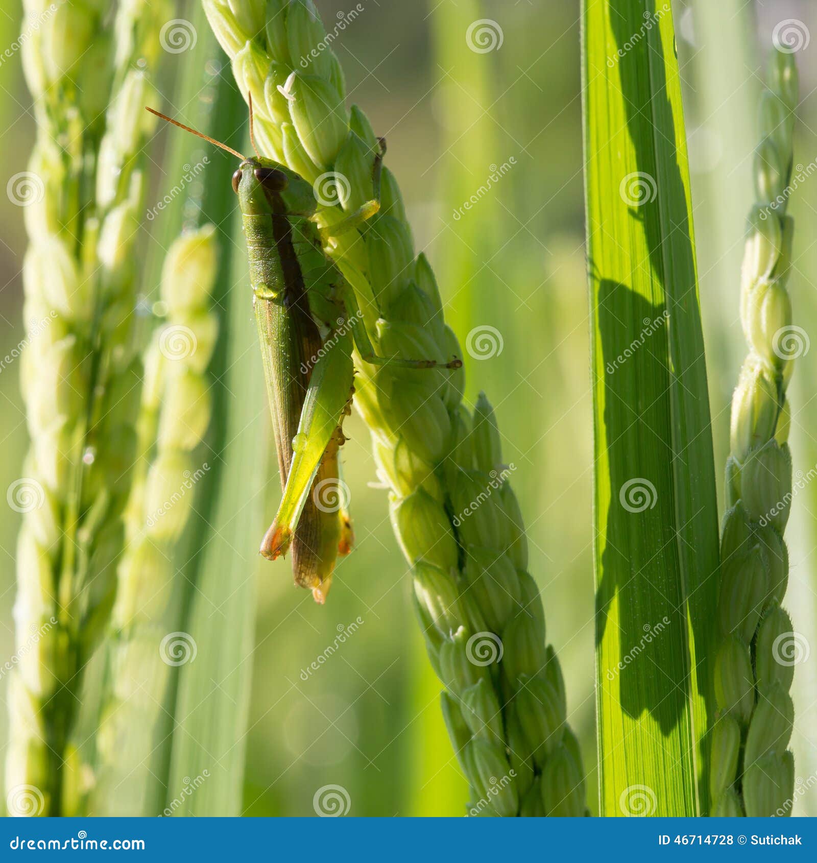 Green Grasshopper on Paddy Rice Stock Photo - Image of grass, pest ...