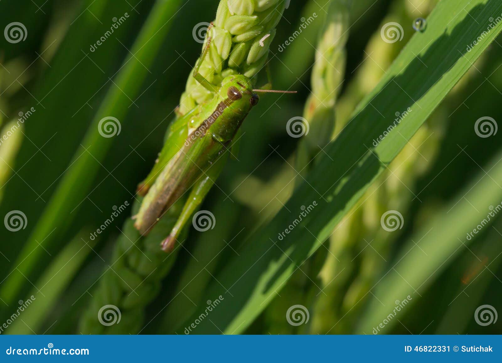 Green Grasshopper on Paddy Rice Stock Image - Image of entomology ...
