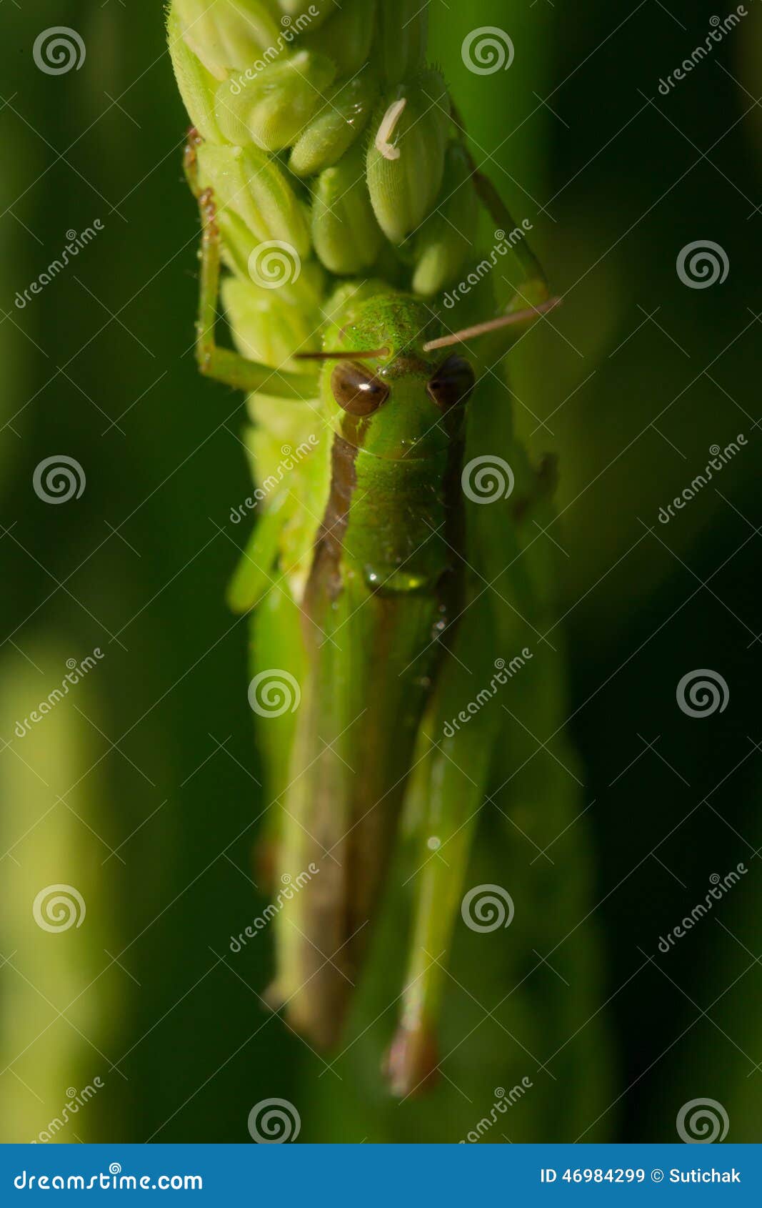 Green Grasshopper on Paddy Rice Stock Image - Image of growth ...