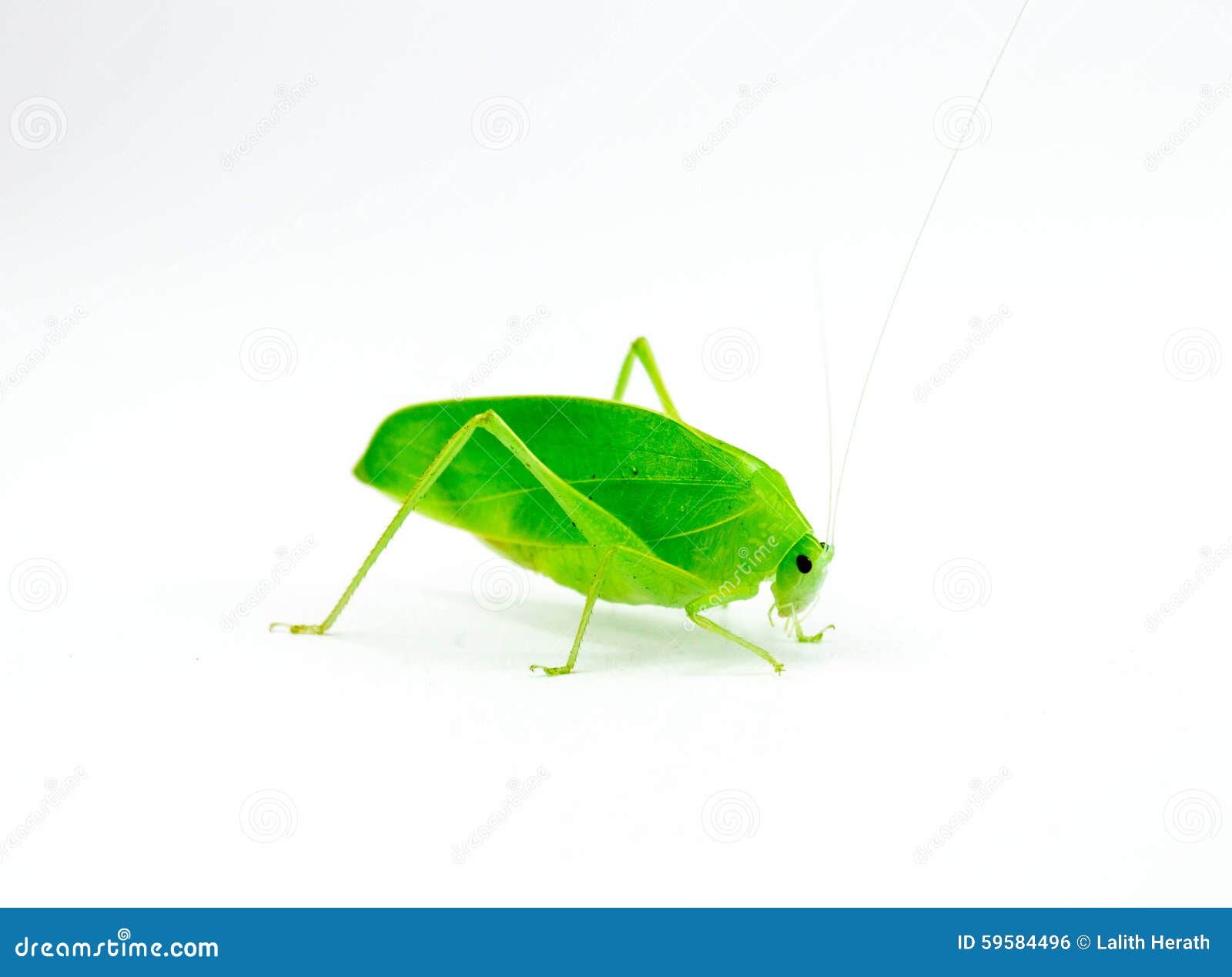 Green Grasshopper Side View Close Up Stock Photo - Image of pest, green ...