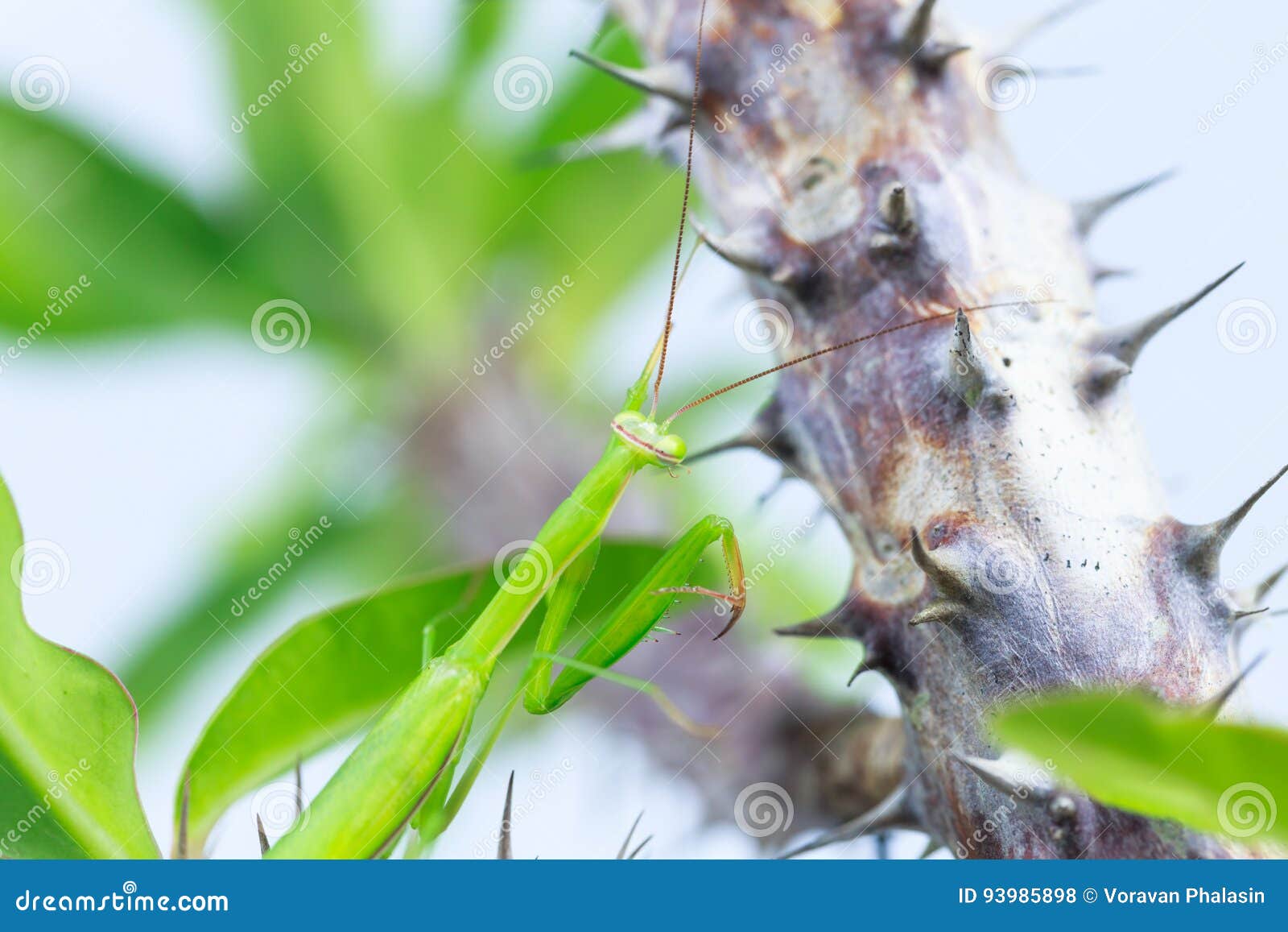 Green Grasshopper, Side View, Hanging on the Crown of Thorns Tree ...