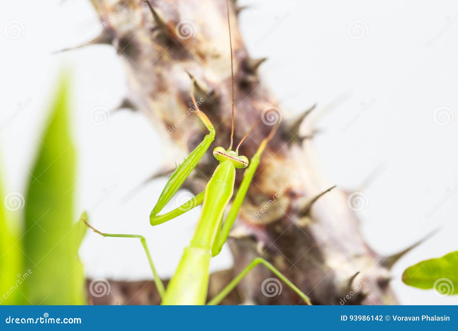 Green Grasshopper, Side View, Hanging On The Crown Of Thorns Tree Stock ...